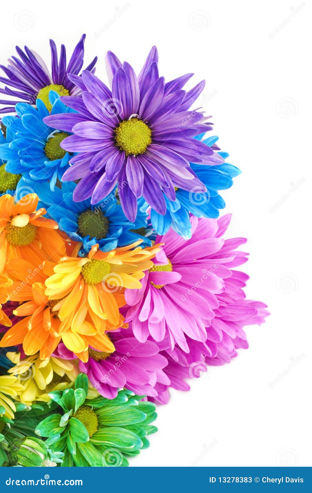 Colorful Daisy Backgrounds