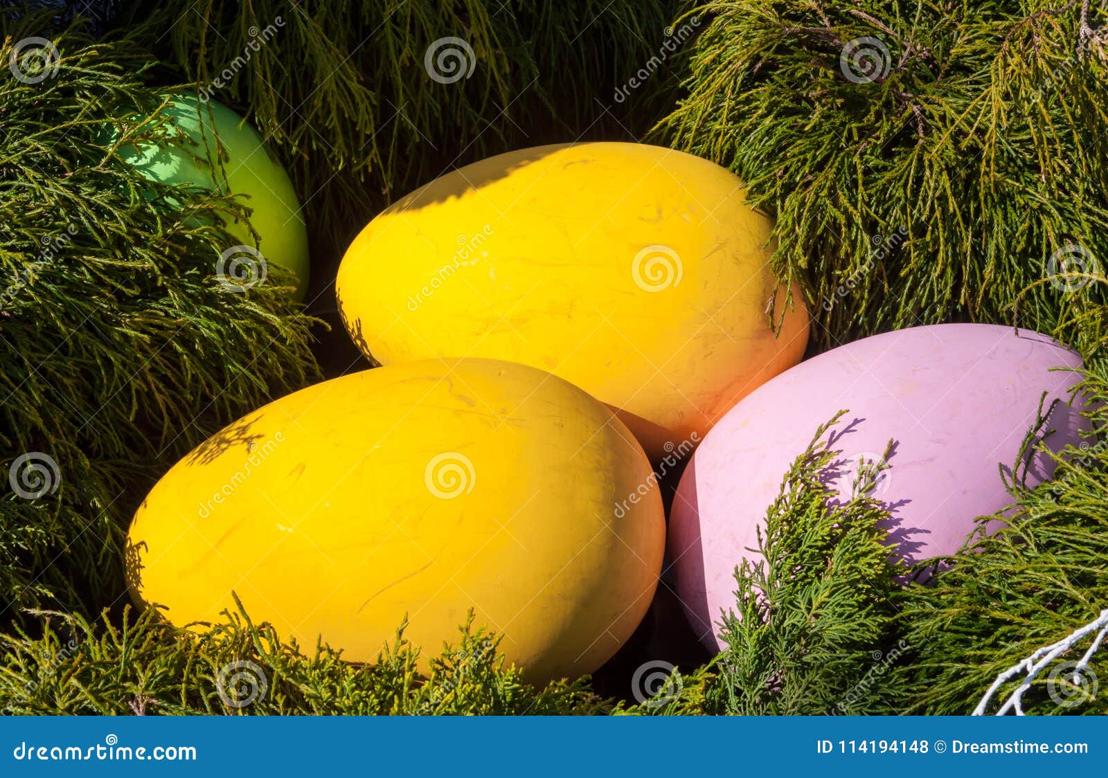 Bright Colored Eggs in the Nest of Pine Branches Stock Photo - Image of ...