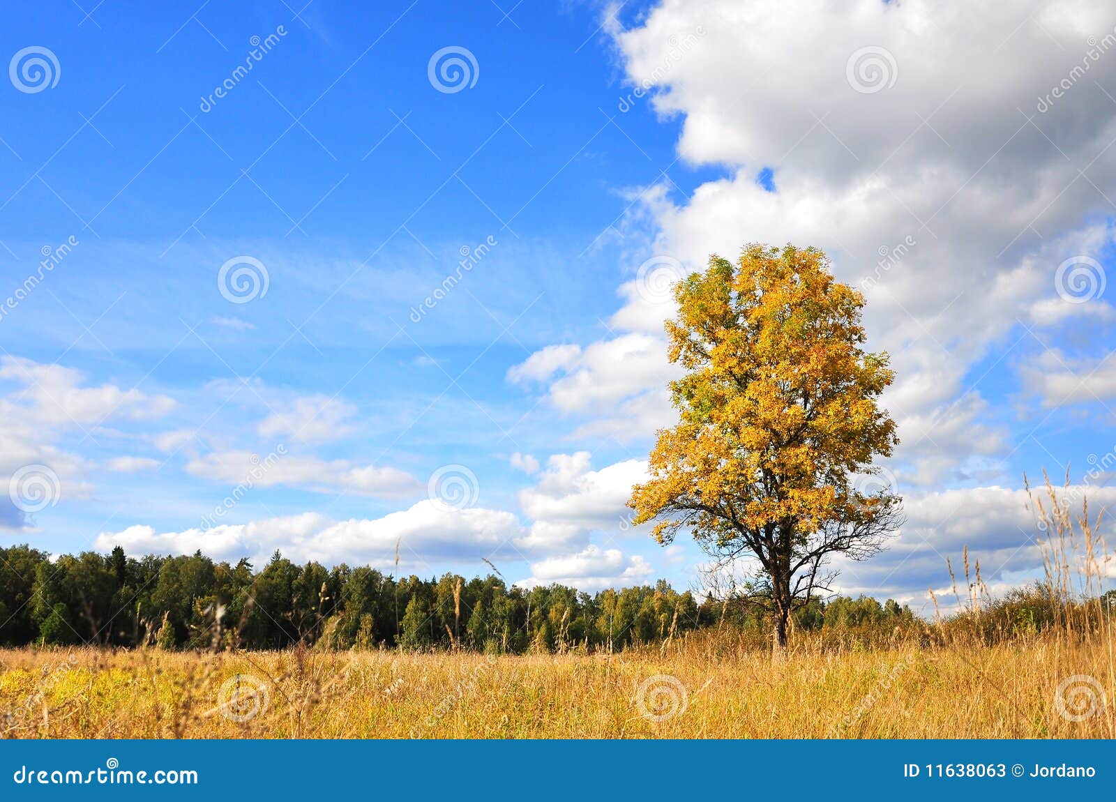 Bright Colored Fall Tree with Clear Blue Sky Stock Image - Image of ...