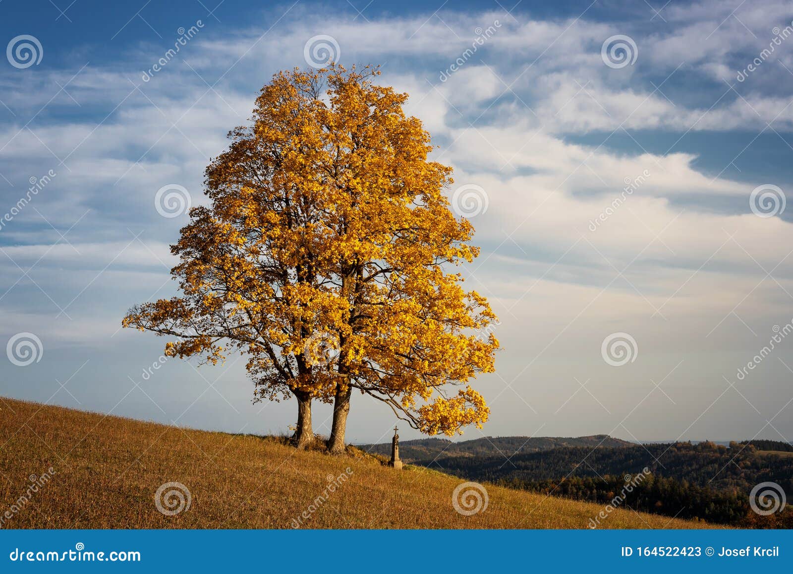 Bright Colored Fall Tree with Clear Blue Sky Stock Image - Image of ...
