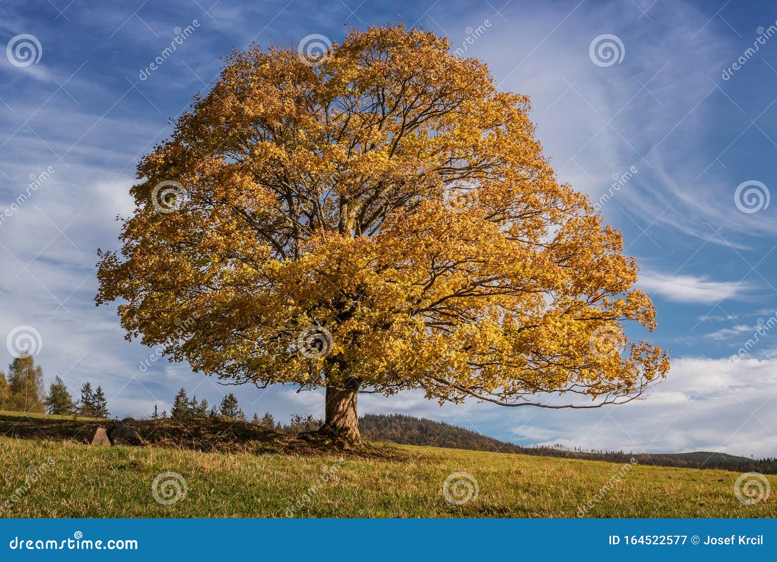 Bright Colored Fall Tree with Clear Blue Sky Stock Image - Image of ...