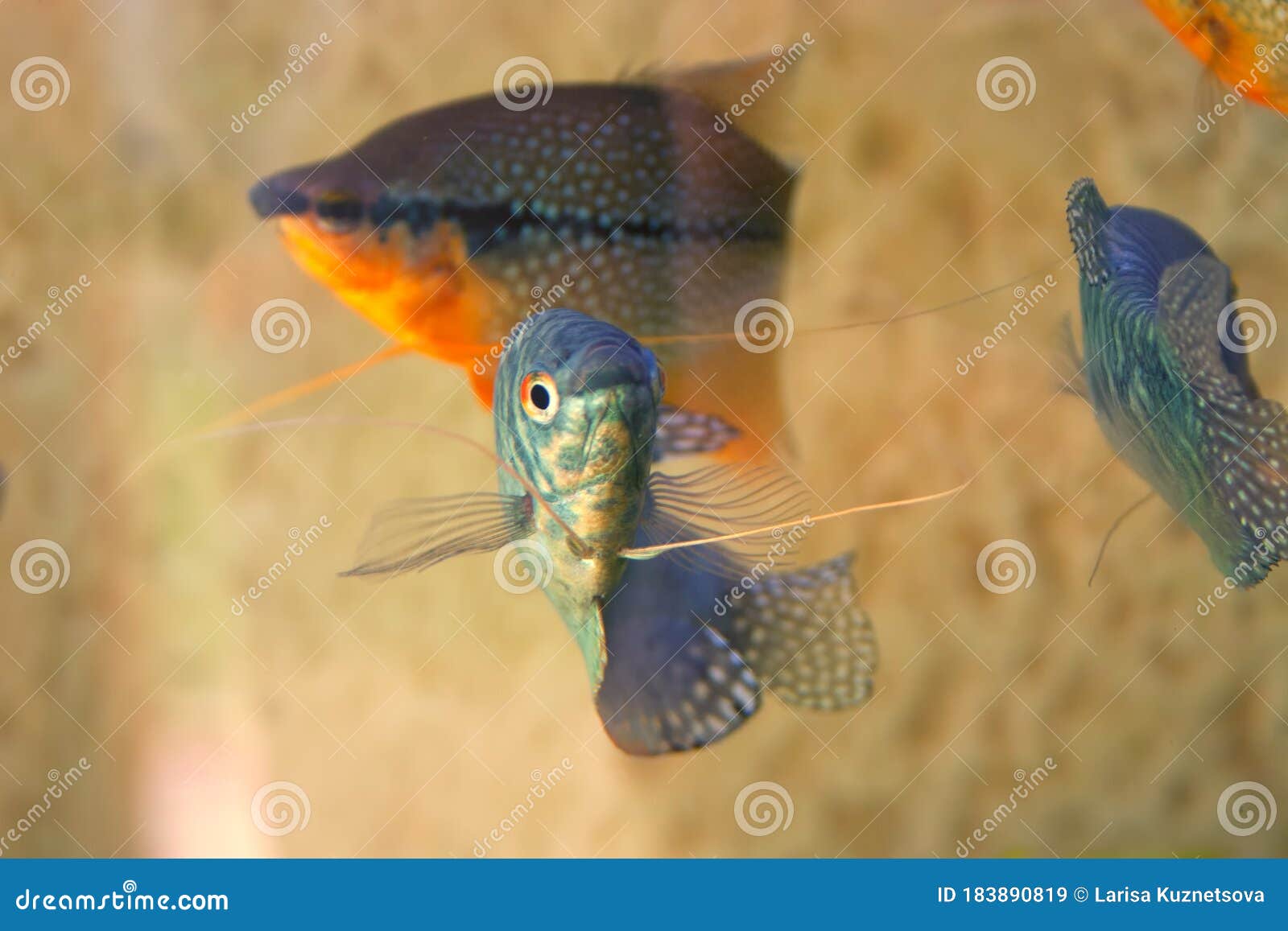 Bright Colored Fish in an Aquarium Stock Image - Image of beauty ...