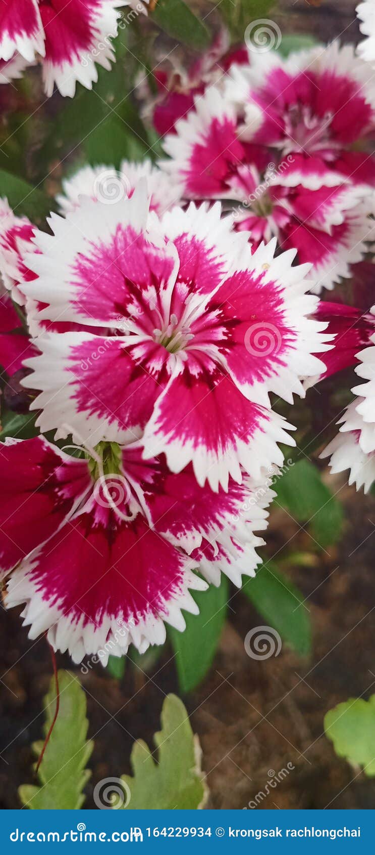 Bright Colored Flowers Bloom Beautifully. Stock Photo - Image of bright ...