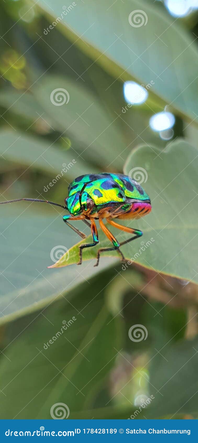 Bright colored insects stock image. Image of nature - 178428189