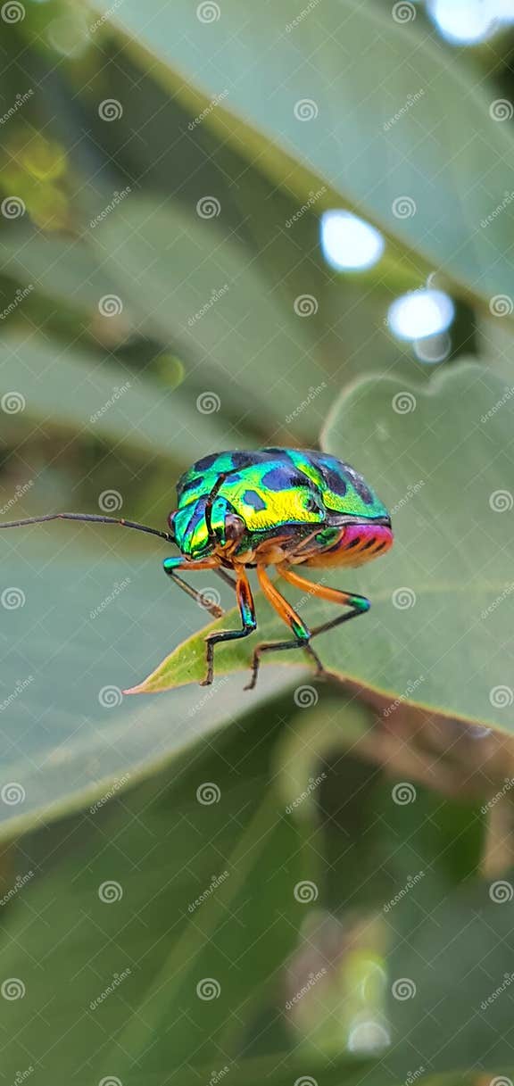 Bright colored insects stock image. Image of nature - 178428189