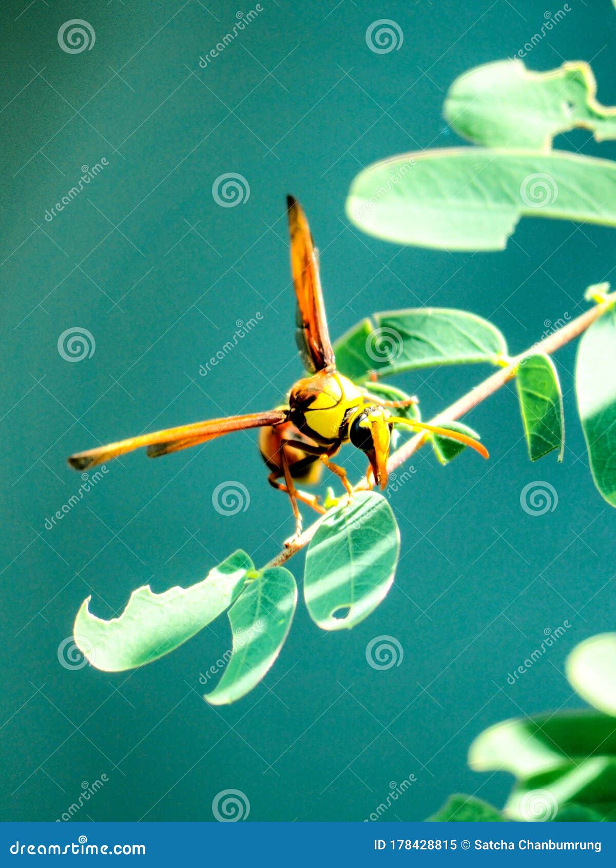 Bright colored insects stock image. Image of green, damselfly - 178428815