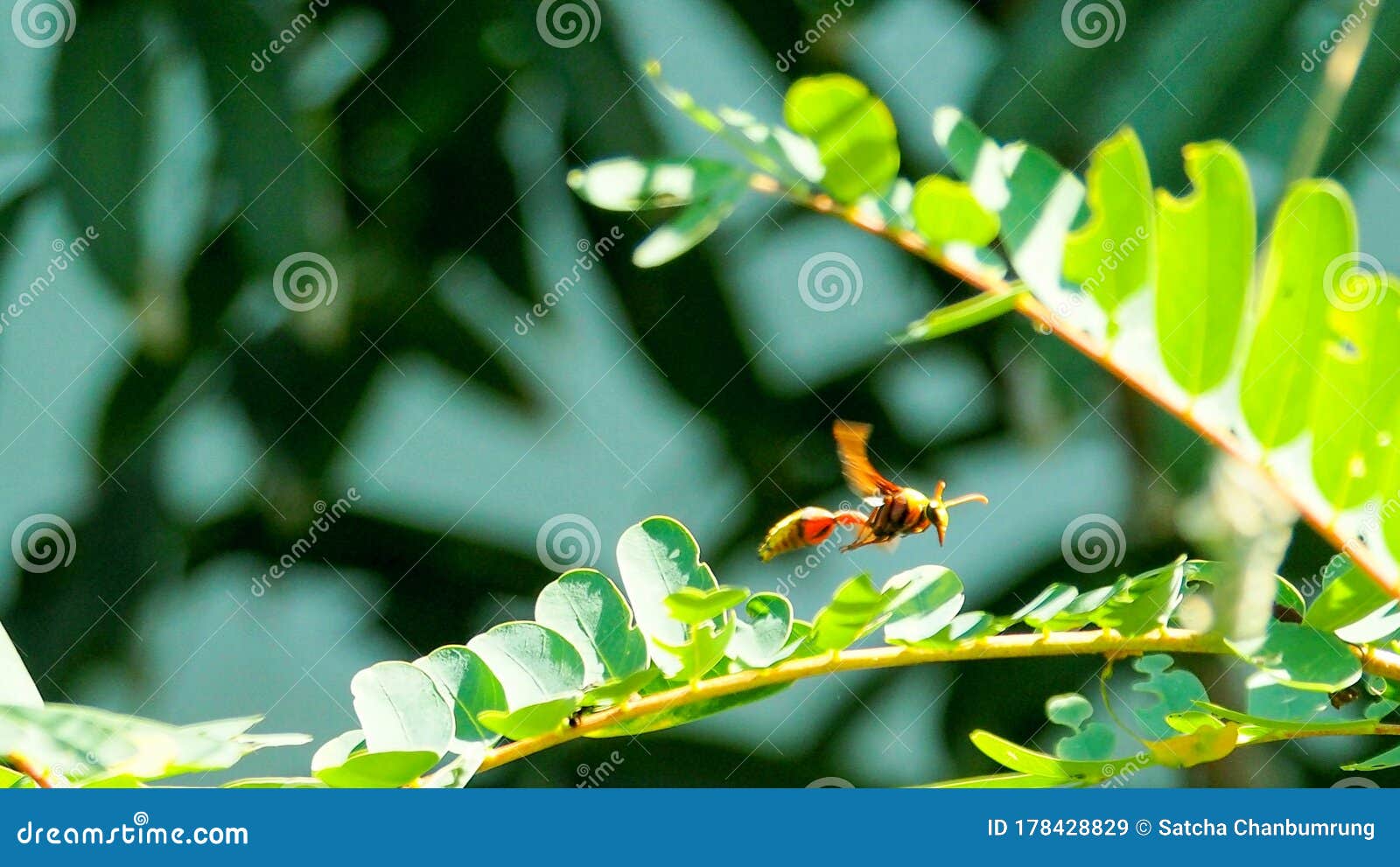 Bright colored insects stock image. Image of invertebrate - 178428829