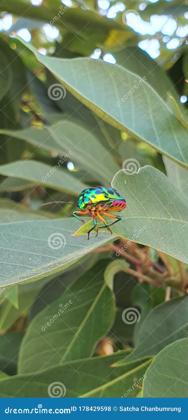 Bright colored insects stock photo. Image of arthropod - 178429598