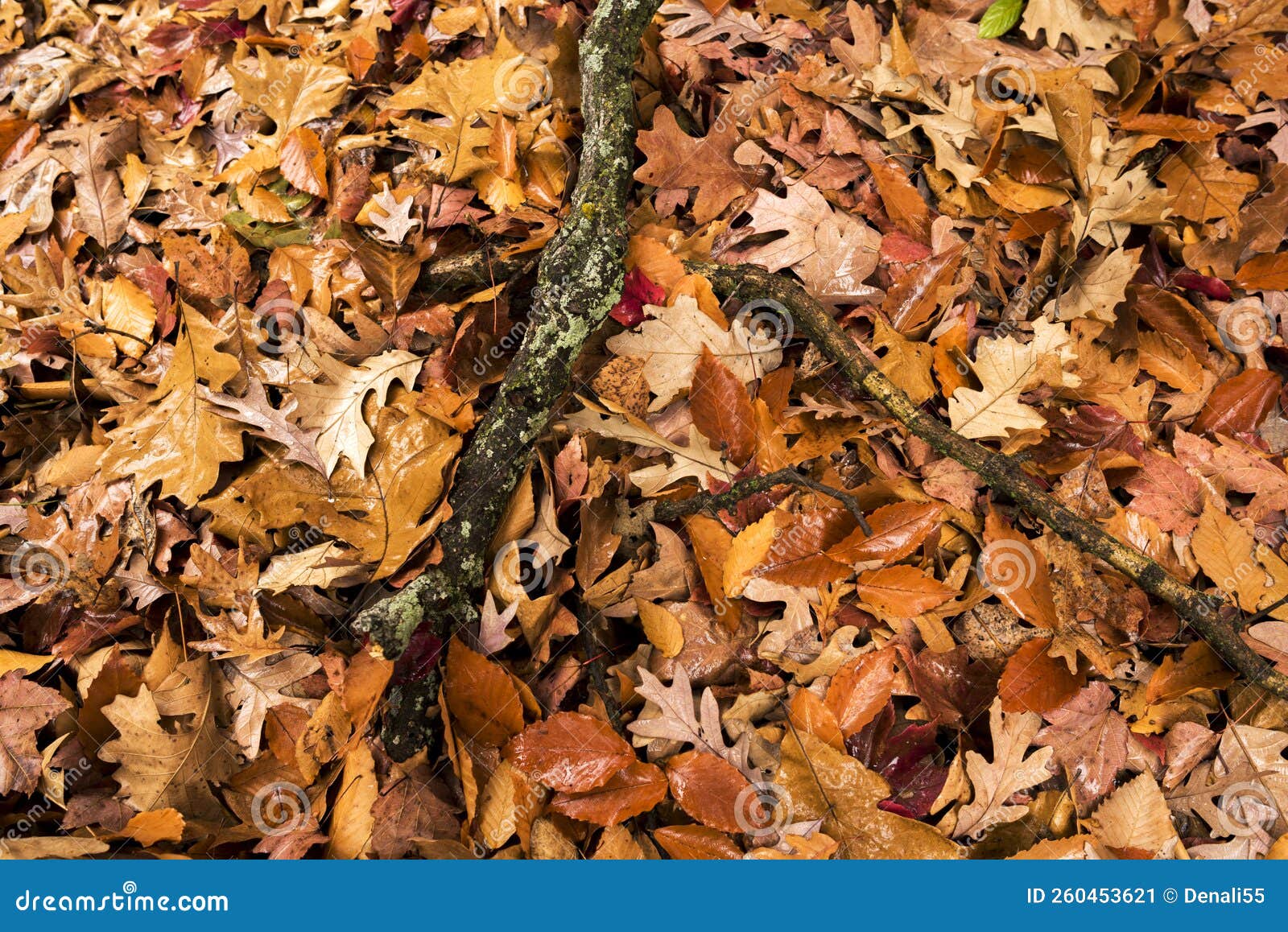 Bright Colored Leaves Ground Cover Stock Image - Image of environment ...