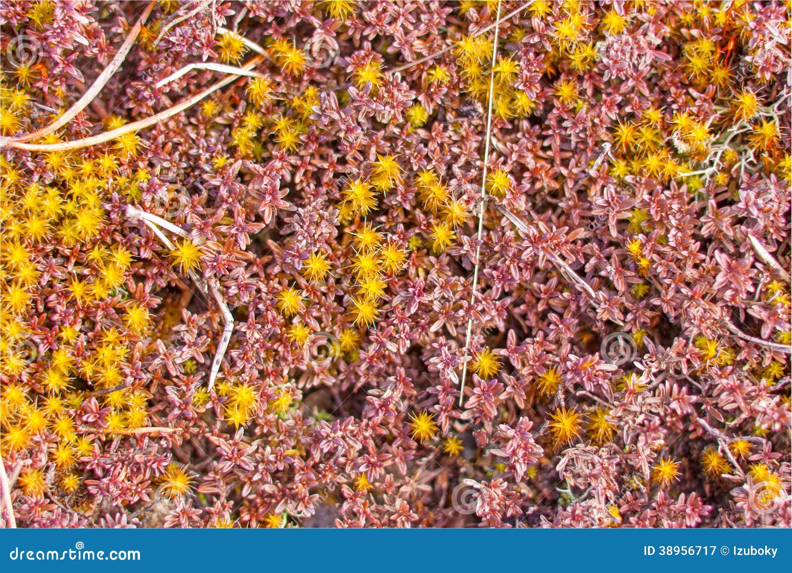 Bright colored moss macro stock image. Image of lichen - 38956717