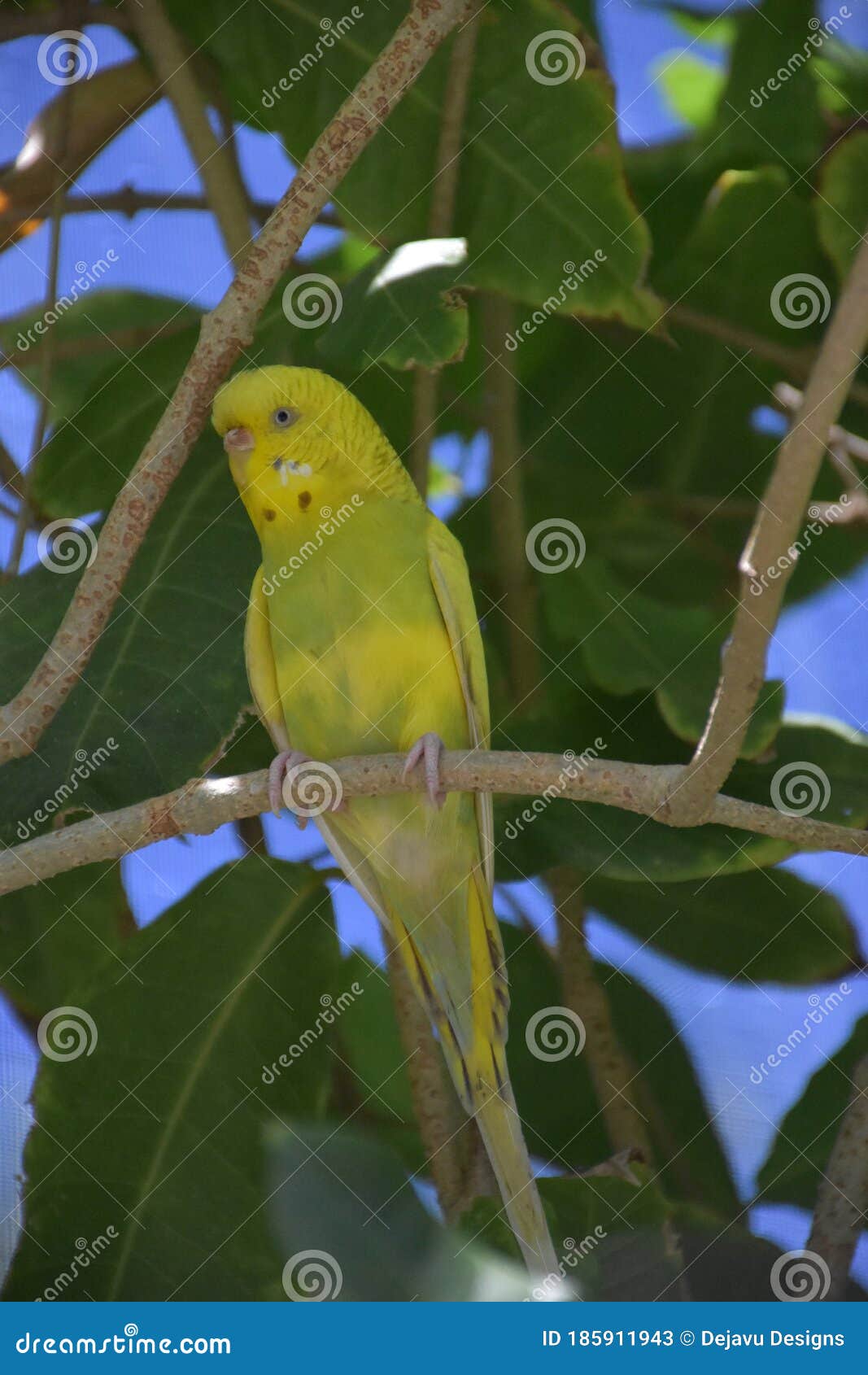 Bright Colored Parakeet Sitting on a Tree Branch Stock Image - Image of ...