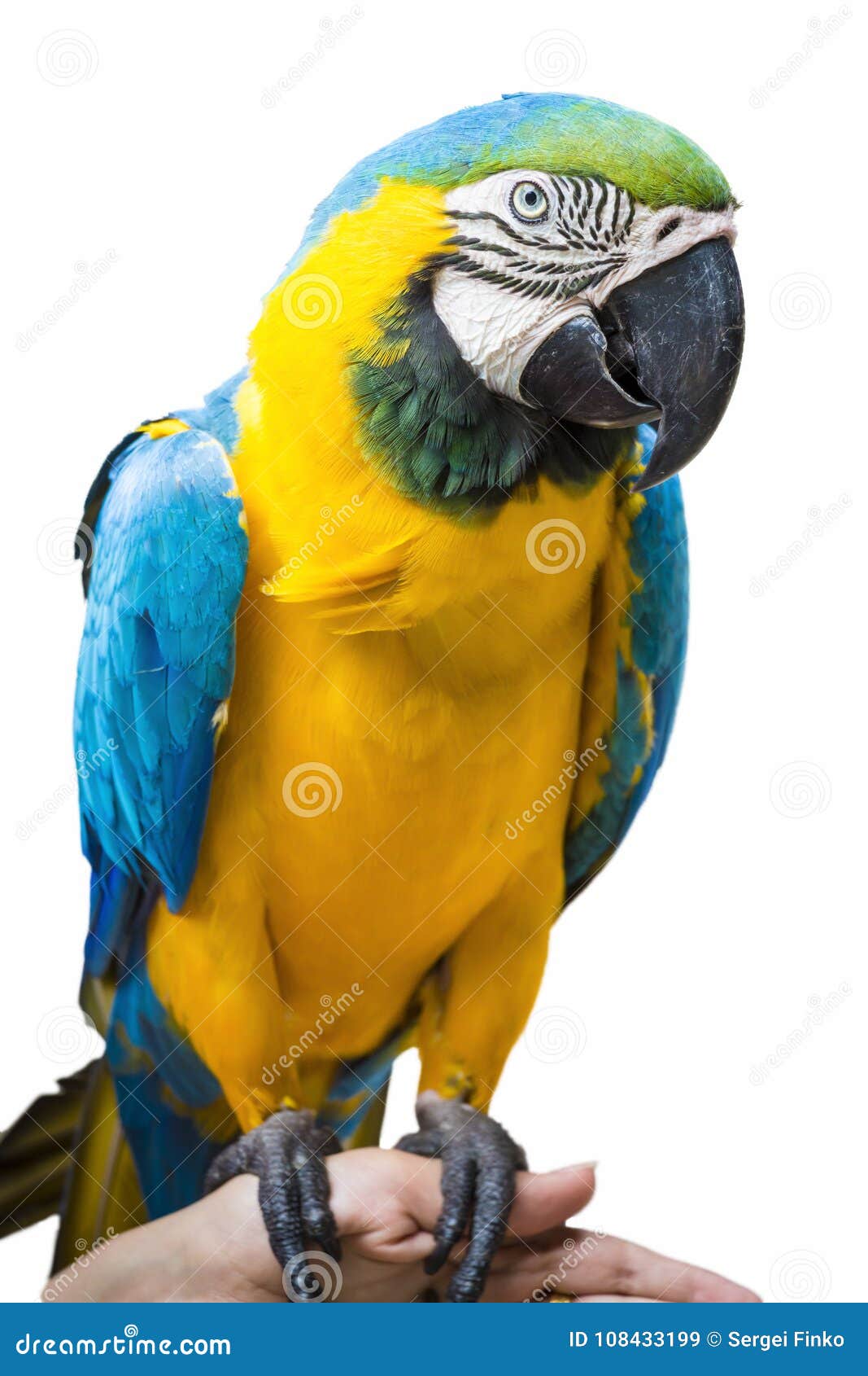 A bright colored parrot stock image. Image of jungle - 108433199