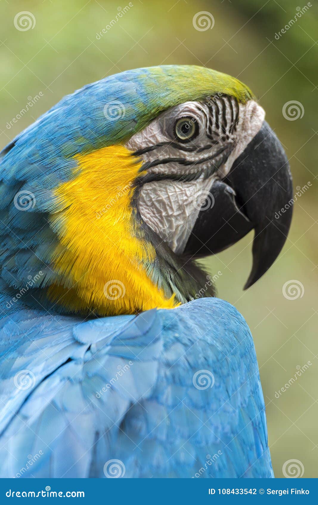 A bright colored parrot stock photo. Image of life, nature - 108433542