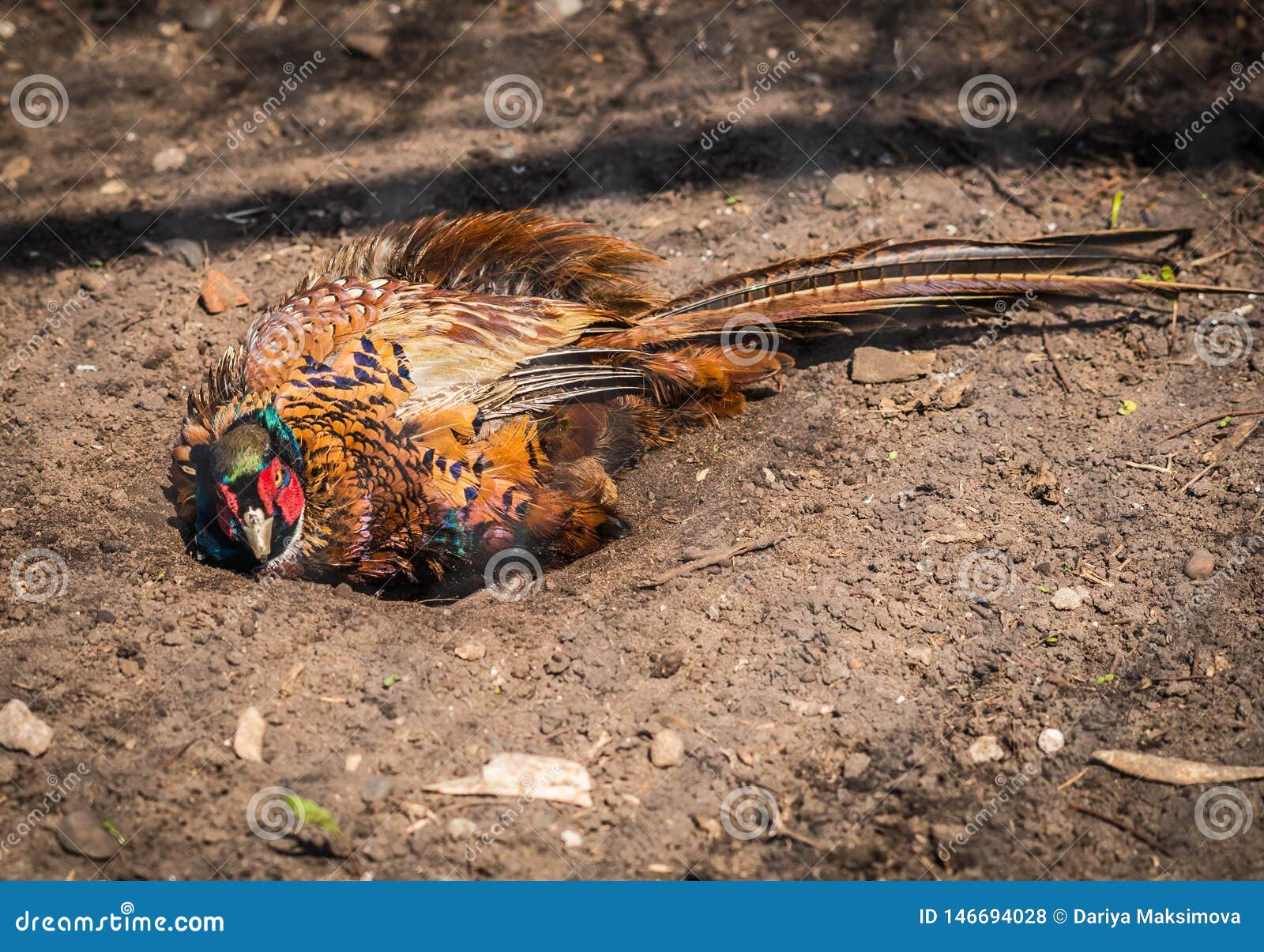 Bright Colored Pheasant Cleaning Feathers in a Dusty Hole Stock Photo ...