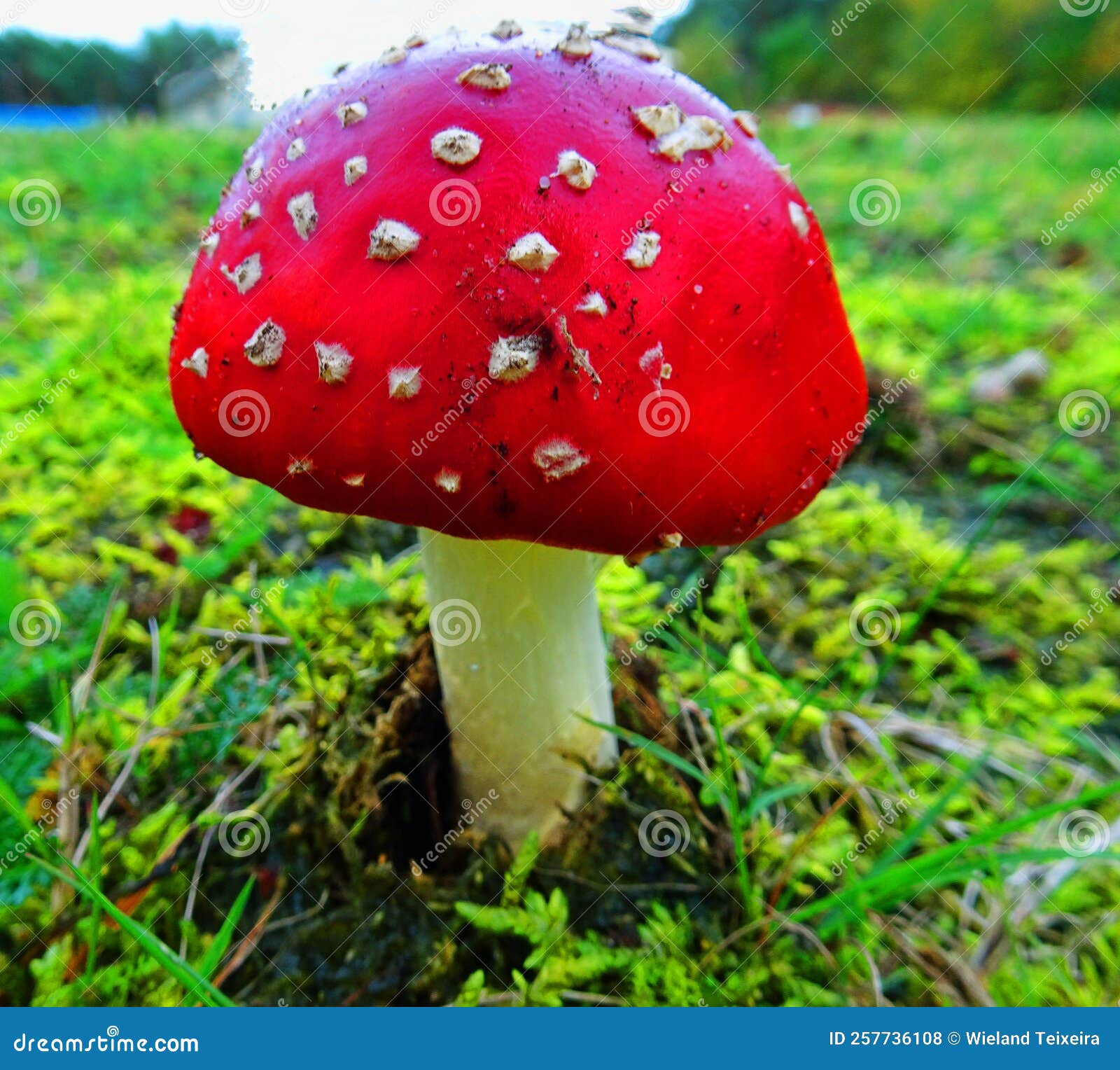 Bright Colored Red Toadstool Stock Photo - Image of growth, poisonous ...