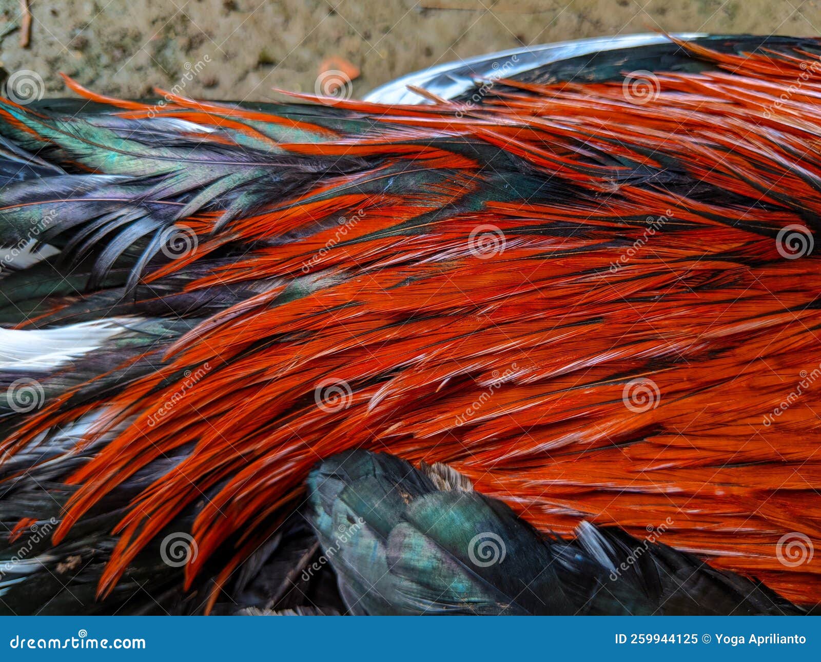 Bright Colored Rooster Feather Background. Red and Orange Rooster ...