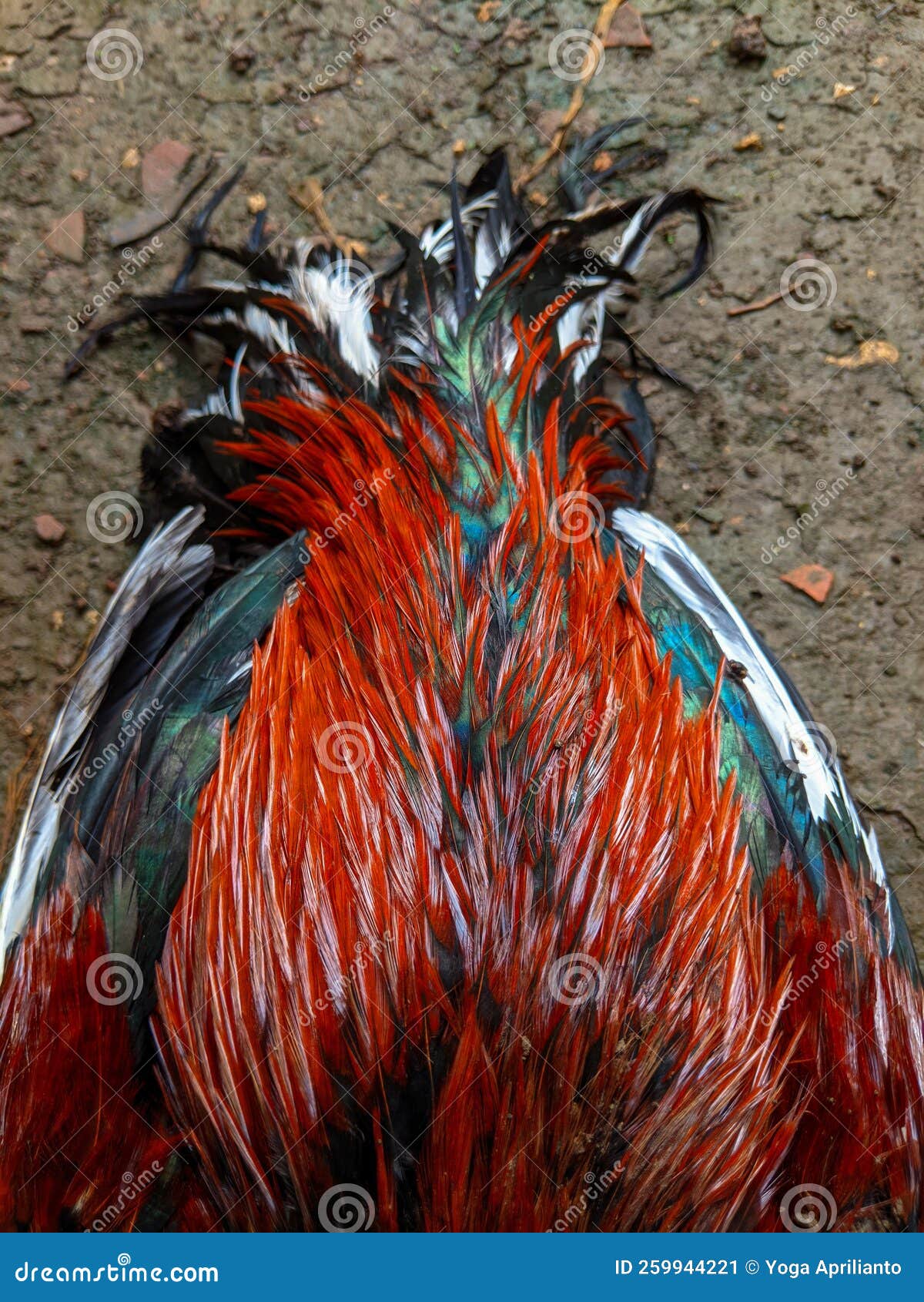 Bright Colored Rooster Feather Background. Red and Orange Rooster ...