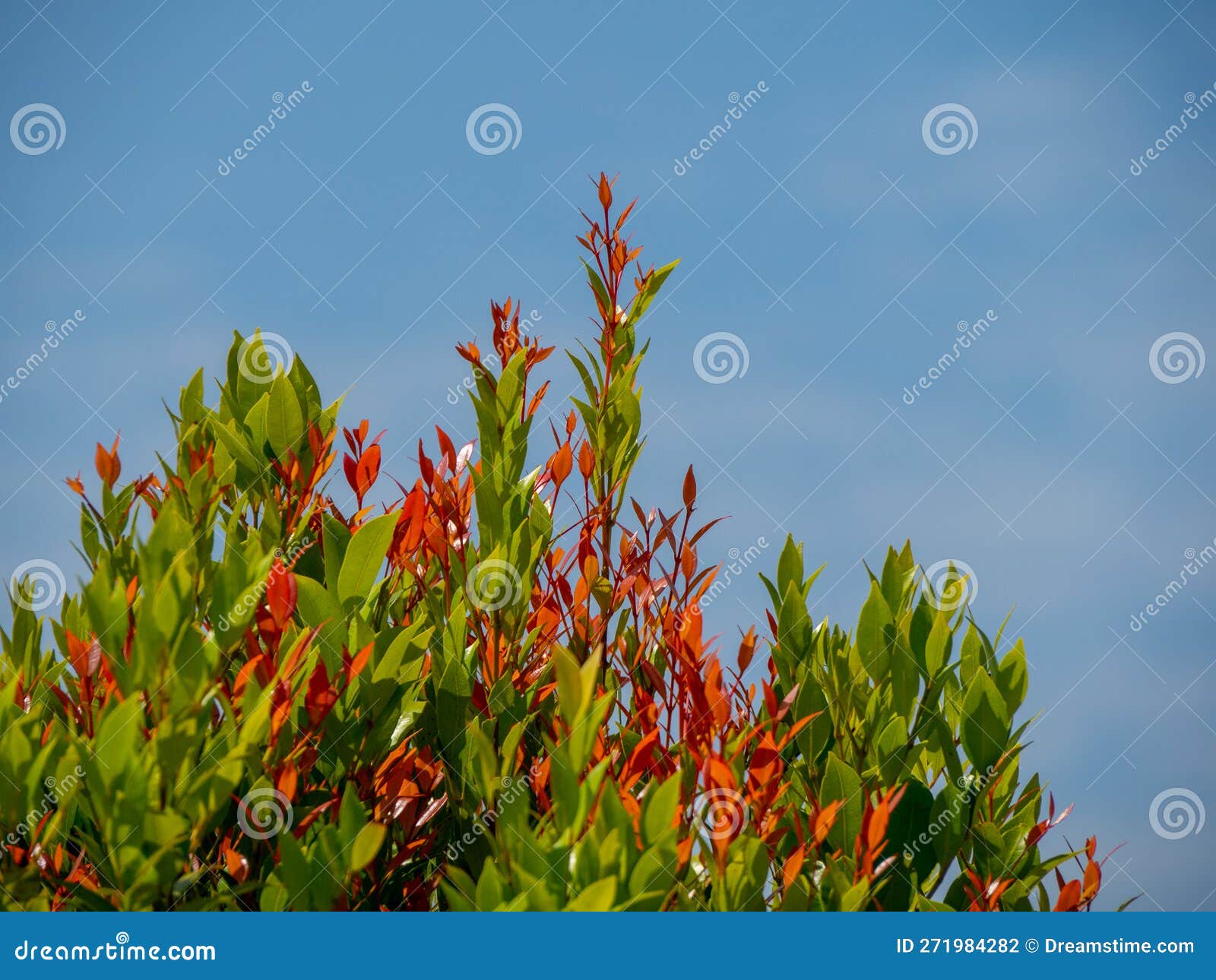 Brightly Color Shrubs in Spring or Summer Stock Photo - Image of fading ...
