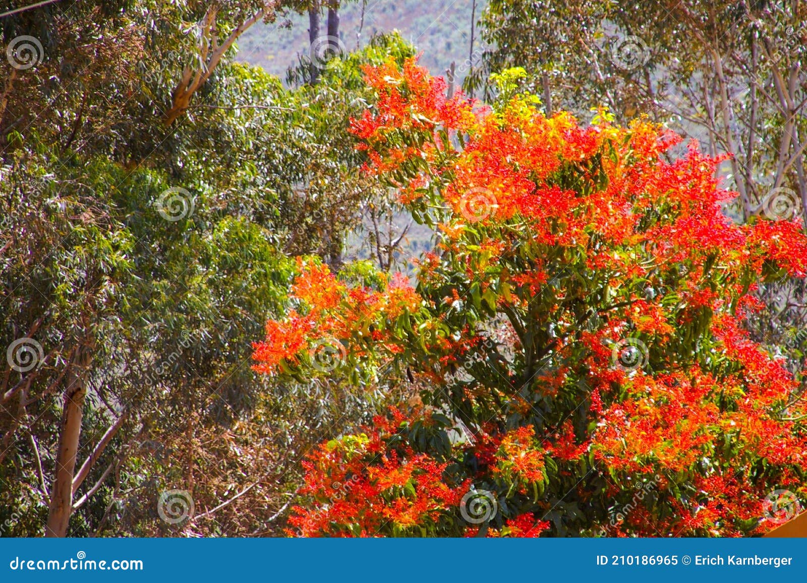 Bright Colored Tree Branches Stock Image - Image of color, growth ...
