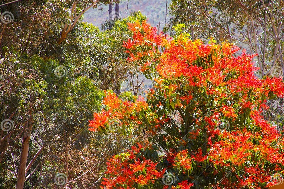 Bright Colored Tree Branches Stock Image - Image of color, growth ...