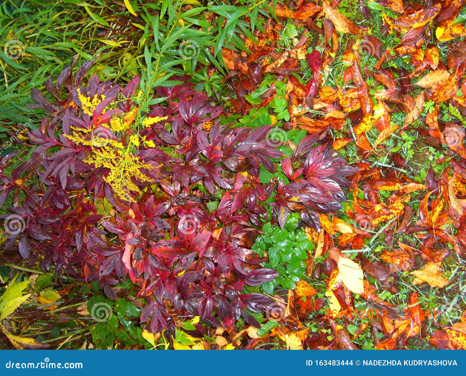 Bright Colorful Autumn Foliage on Grass Stock Photo - Image of bright ...