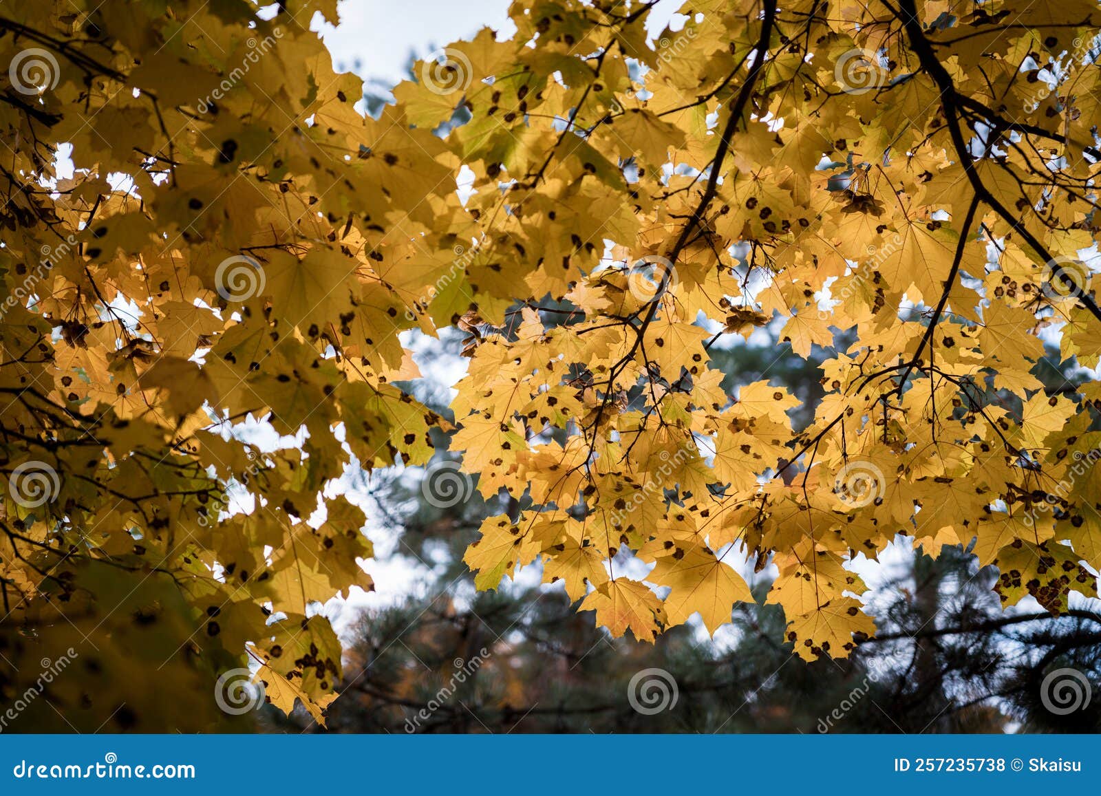 Bright and Colorful Autumn Leaves Stock Photo - Image of pattern ...
