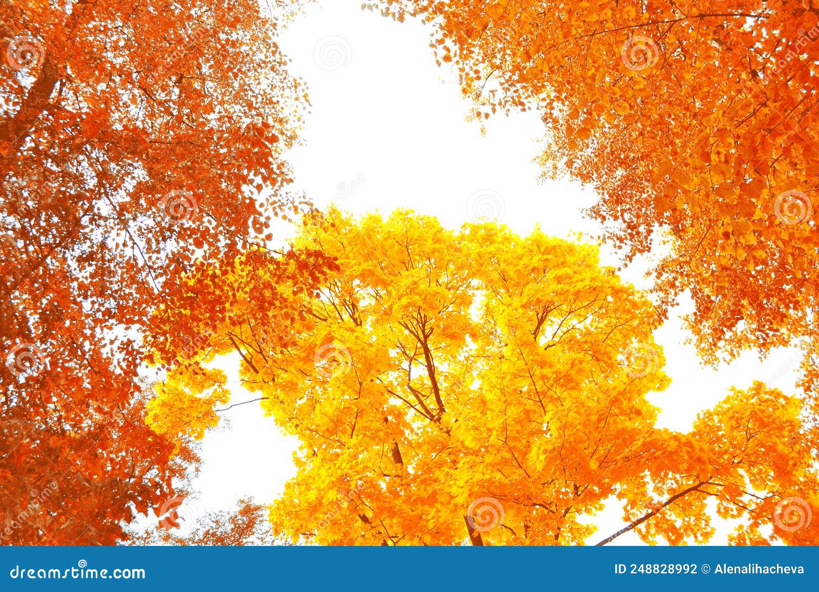 Bright Colorful Autumn Leaves Stock Photo - Image of abstract ...