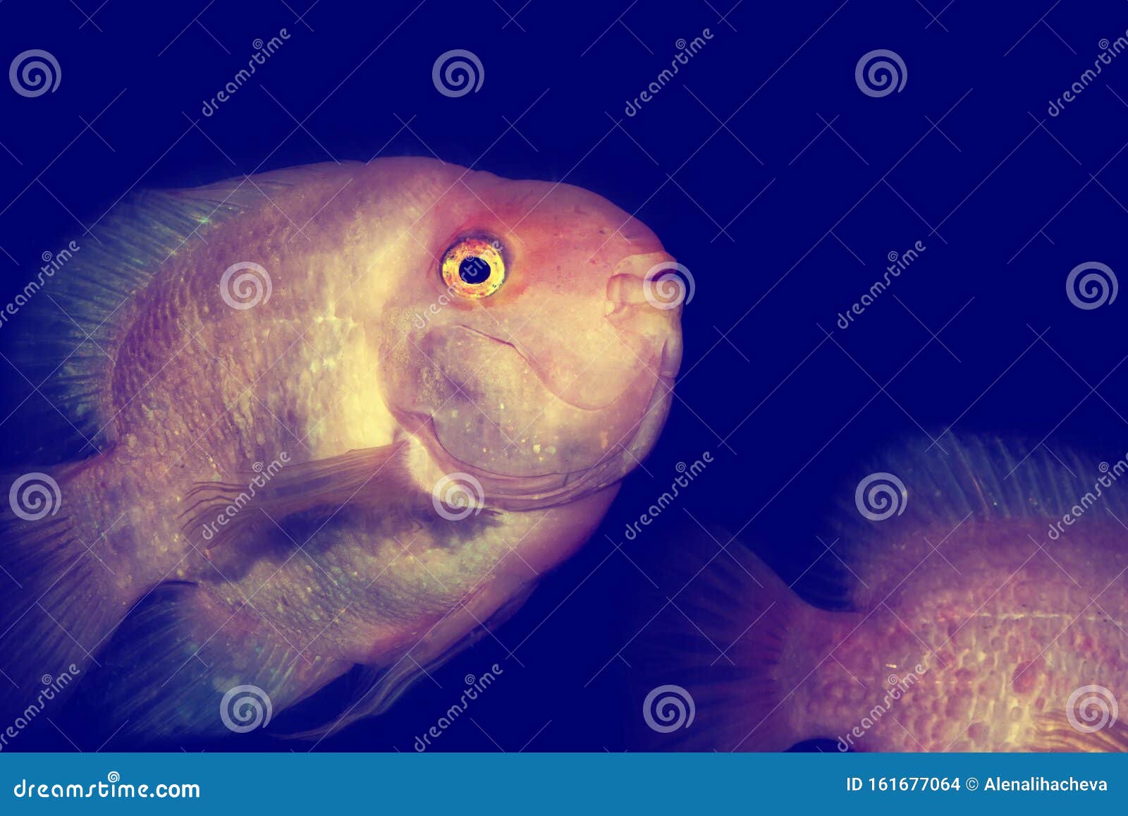 Bright Colorful Exotic Fish Stock Photo - Image of aquarium, ocean ...