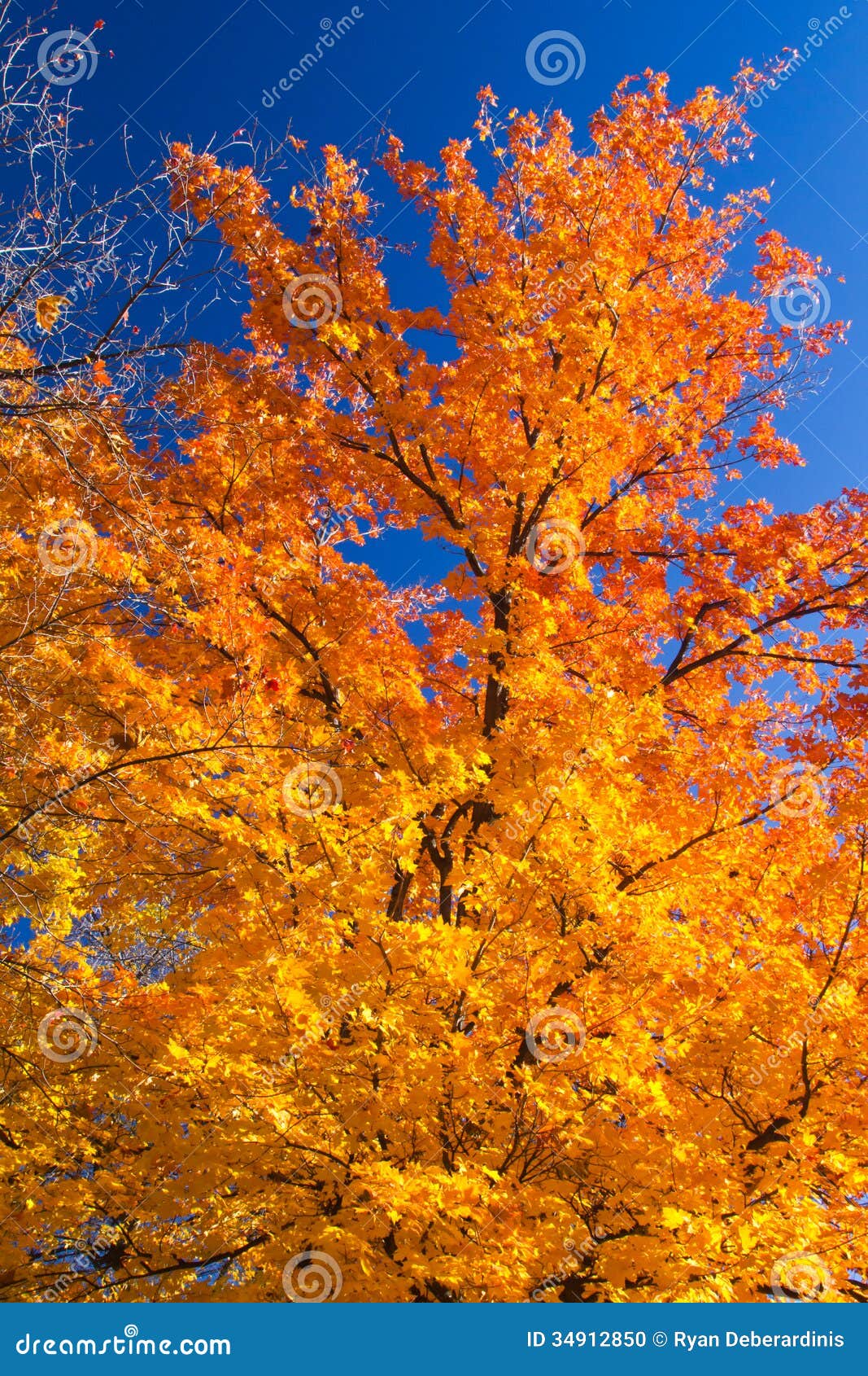 Bright Colorful Fall Tree Leaves Stock Photo - Image of colorful ...