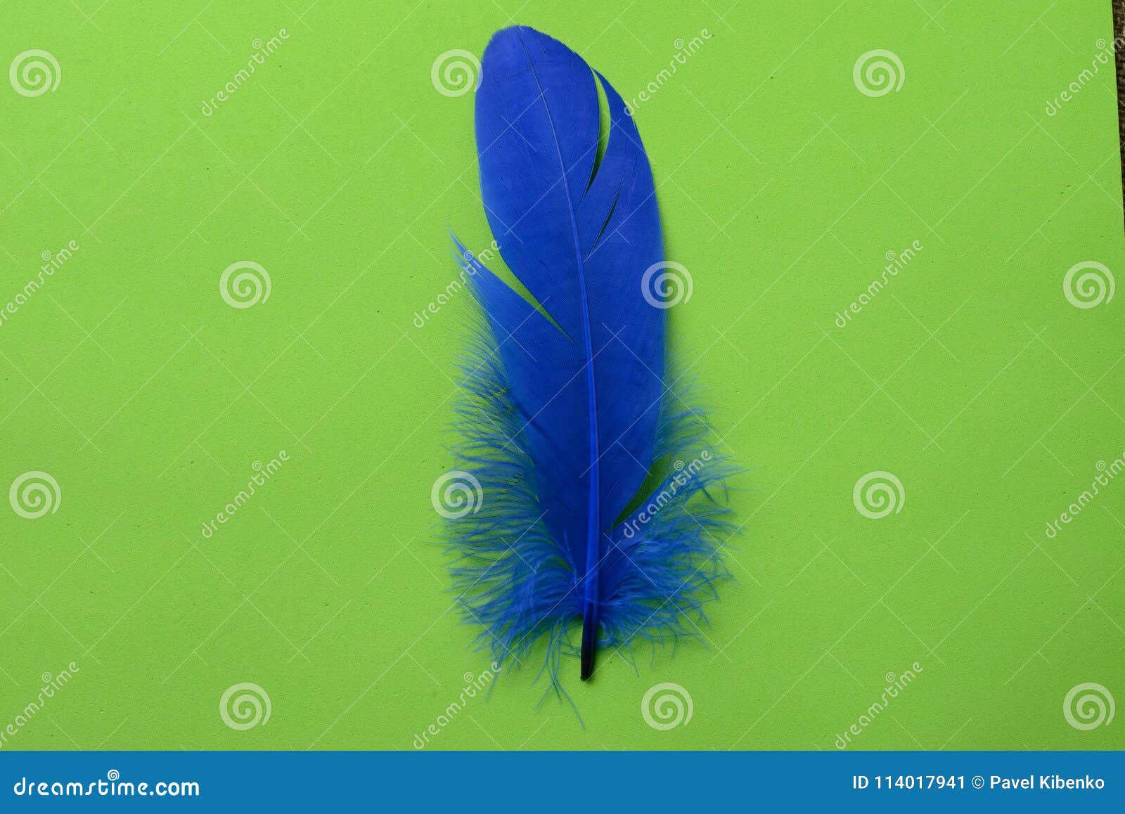Bright colorful feather stock image. Image of decorative - 114017941