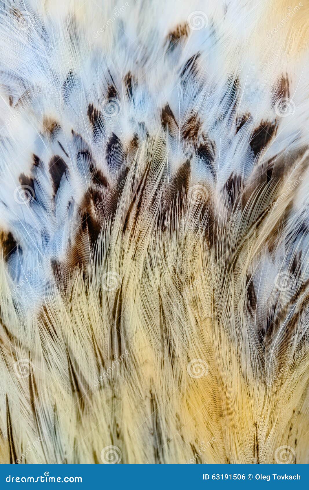 Bright Colorful Feather Group of Some Bird Stock Photo - Image of ...