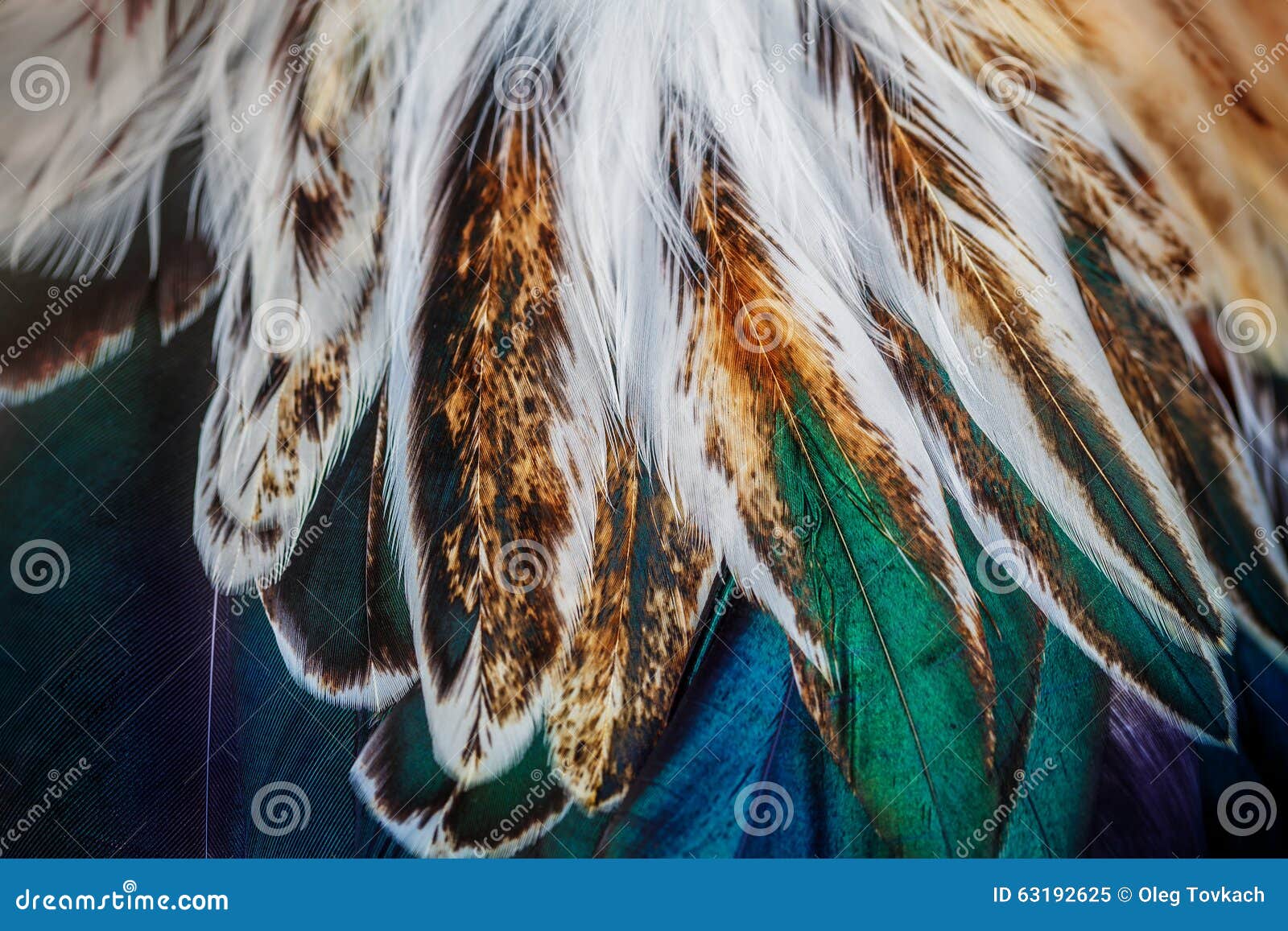 Bright Colorful Feather Group of Some Bird Stock Image - Image of brush ...