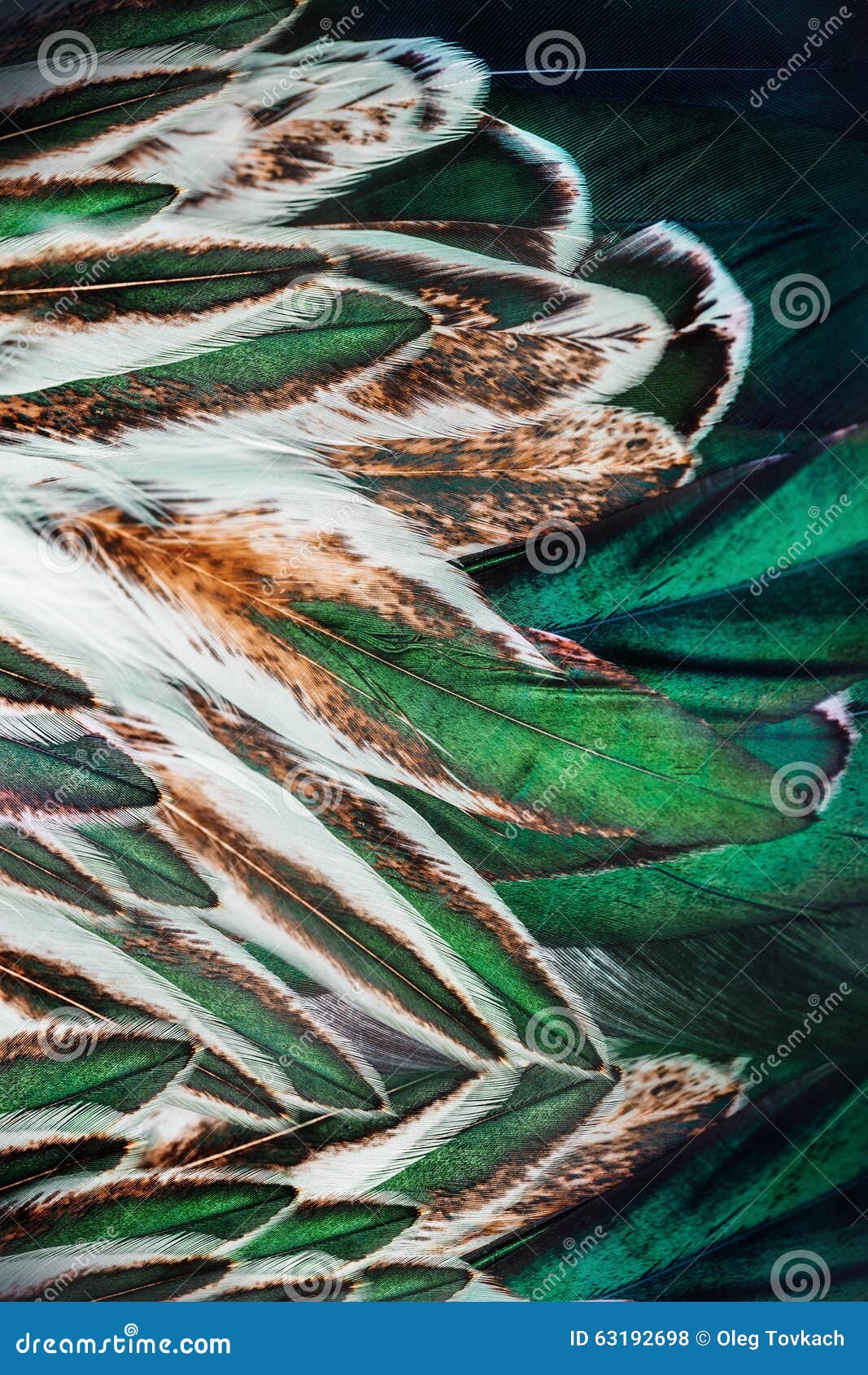 Bright Colorful Feather Group of Some Bird Stock Photo - Image of brush ...