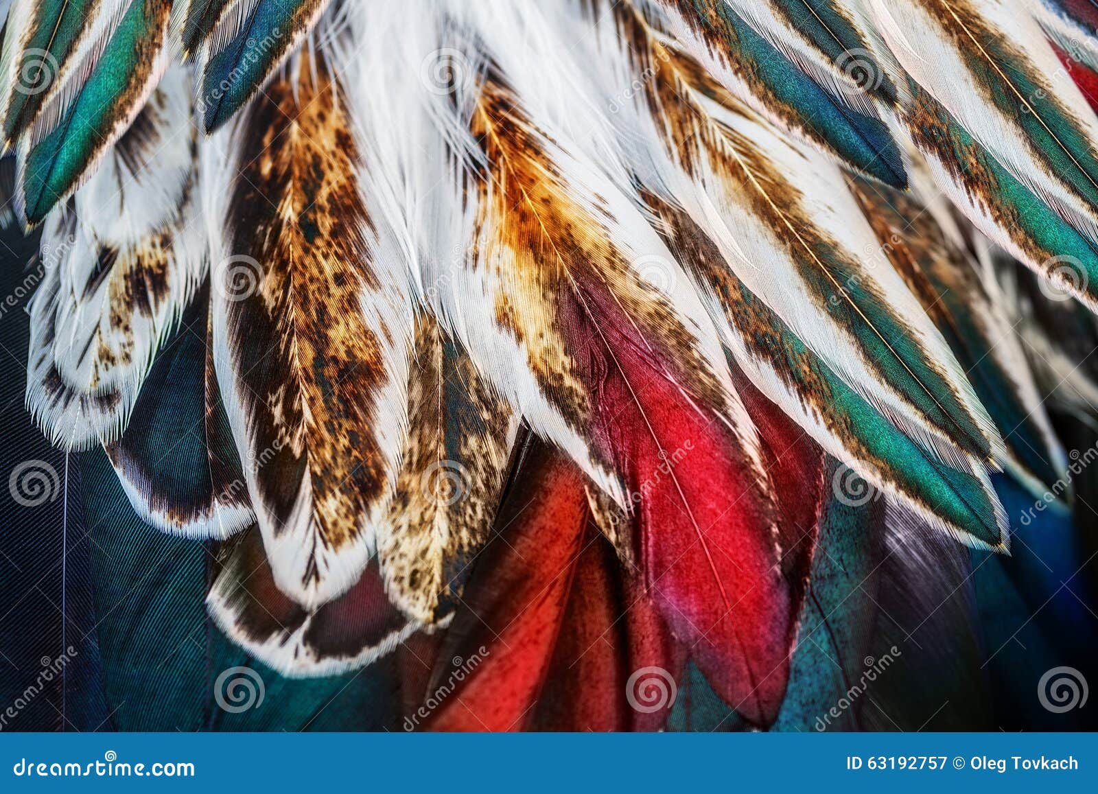 Bright Colorful Feather Group of Some Bird Stock Image - Image of close ...