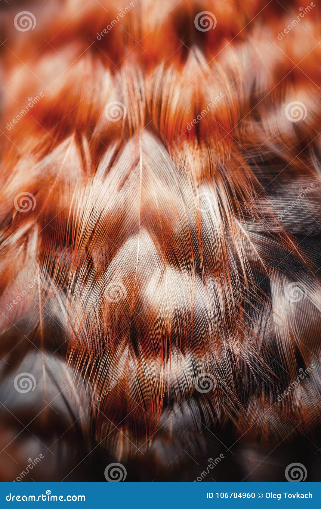 Bright Colorful Feathers of Some Bird Stock Photo - Image of delicate ...