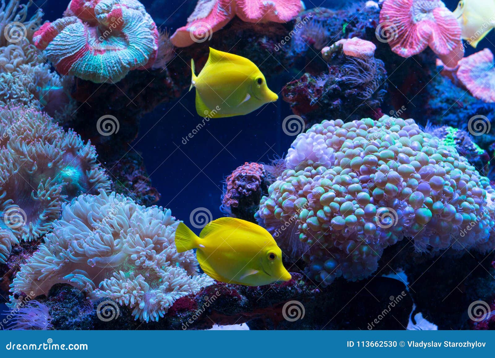 Bright Fish Swim in the Aquarium Stock Photo - Image of blue, animal ...