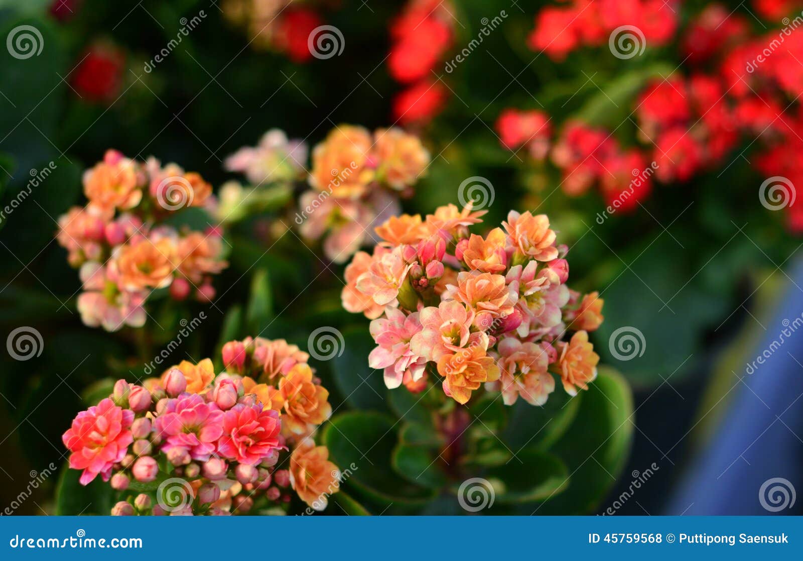 Bright colorful flowers. stock photo. Image of violet - 45759568