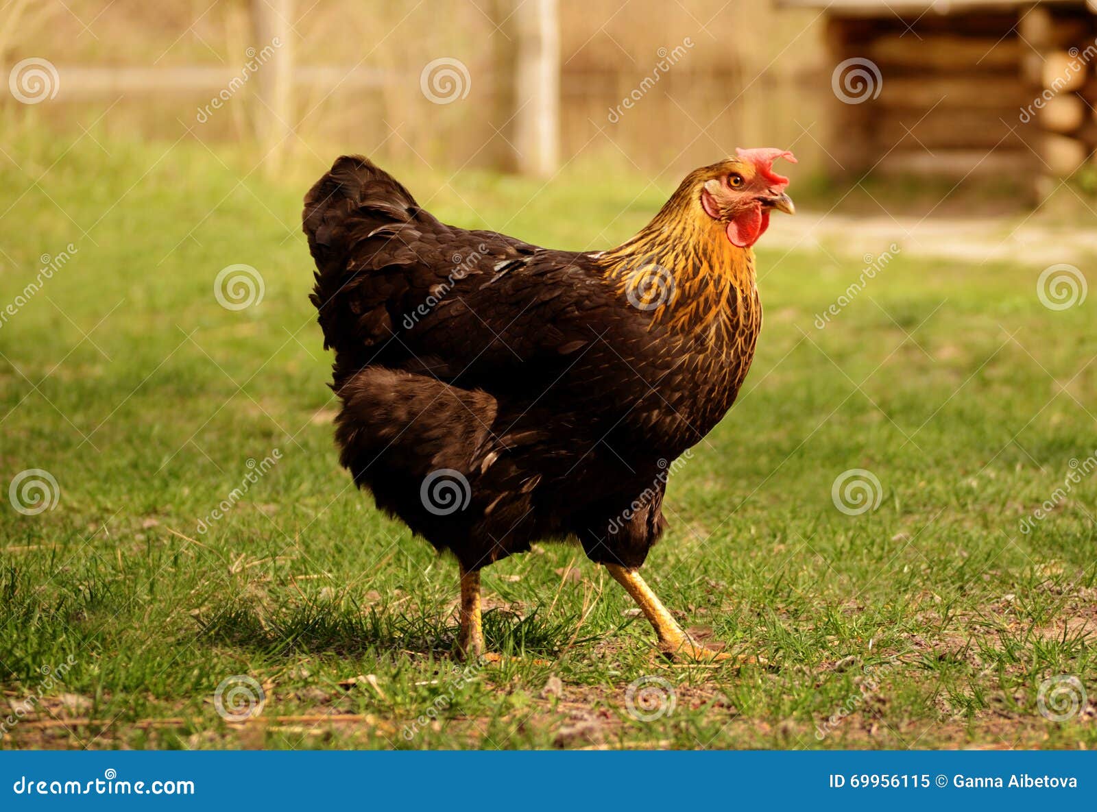 Bright Colorful Hen in a Free Range on Backyard, Fowl-run, Stock Image ...