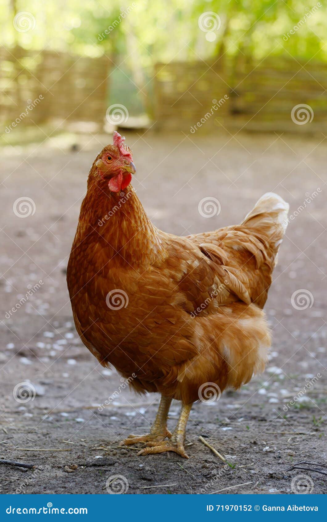 Bright Colorful Hen in a Free Range on Backyard, Fowl-run, Stock Photo ...