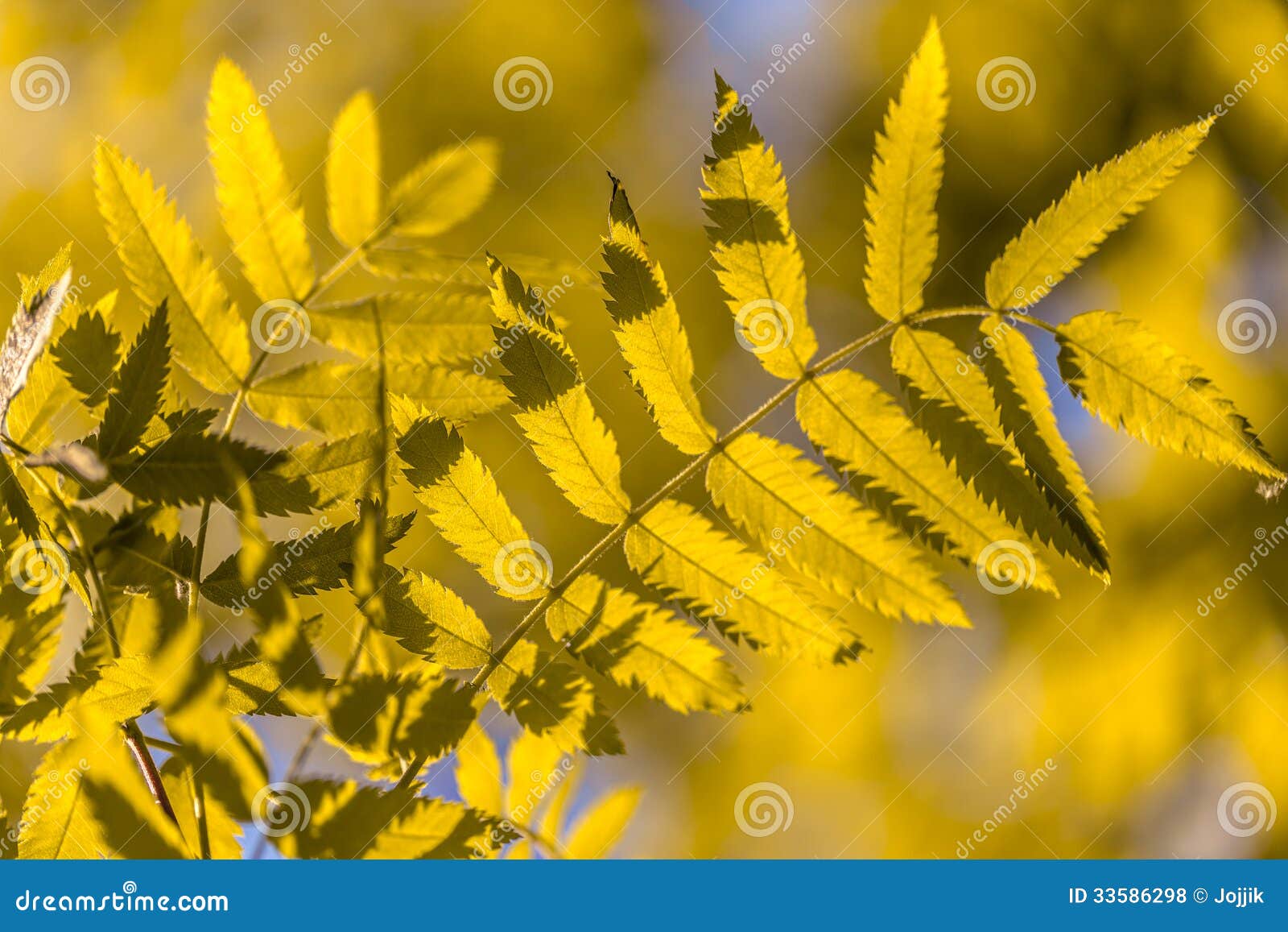 Bright Colorful Leaves on the Branches Stock Photo - Image of ...