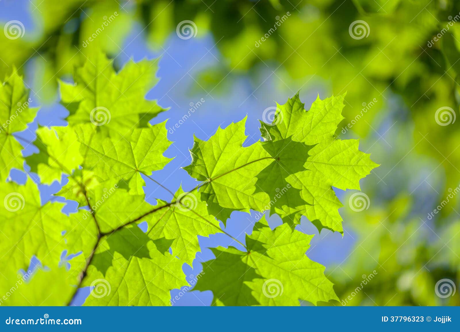 Bright Colorful Leaves on the Branches Stock Image - Image of branch ...