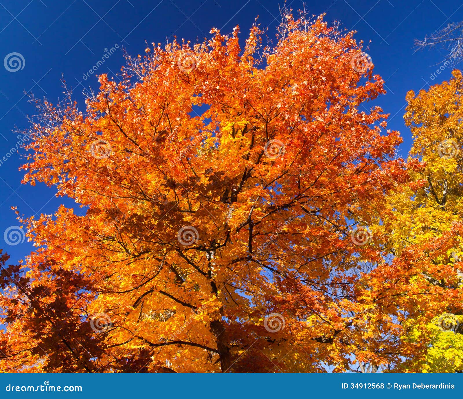Bright Colorful Leaves on a Fall Tree Stock Photo - Image of hike ...