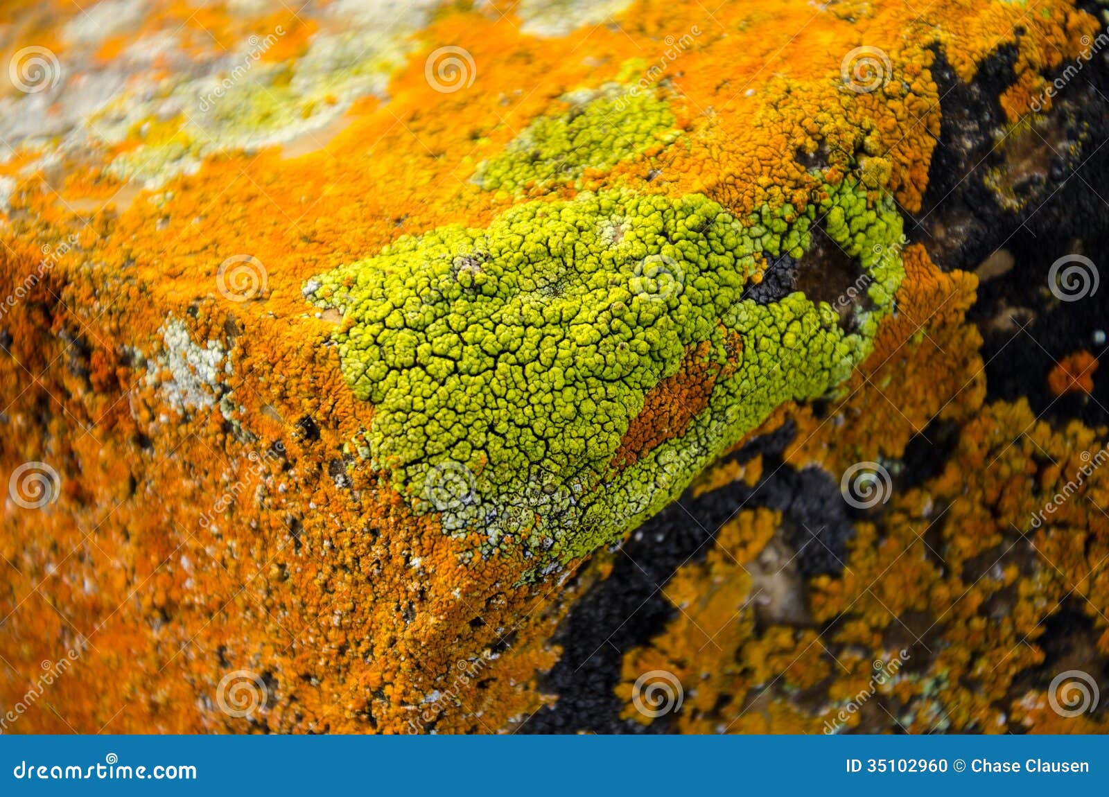 Bright Colorful Lichen stock photo. Image of closeup - 35102960