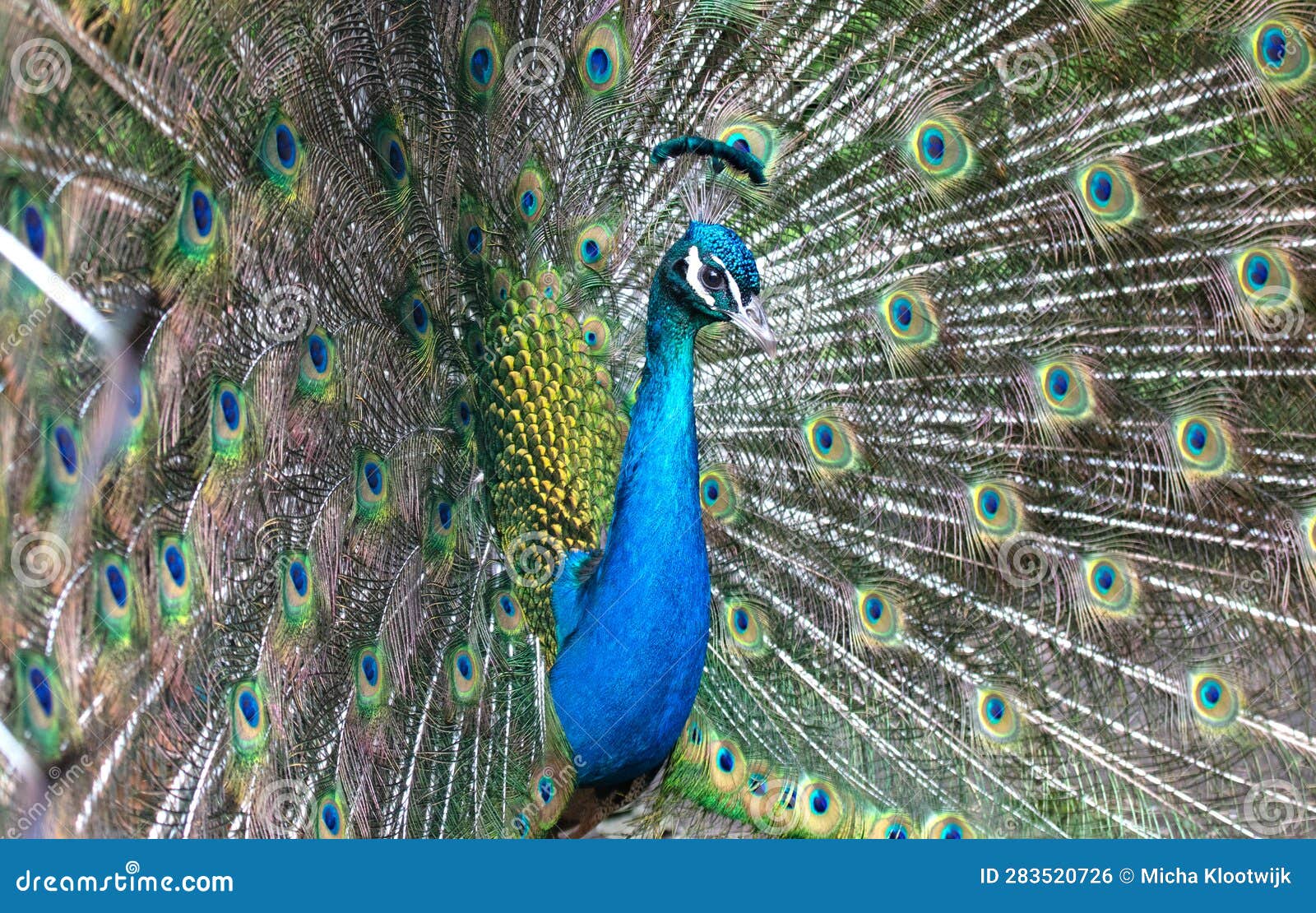 Bright Colorful Peacock with Its Colorful Tail Opened Stock Photo ...