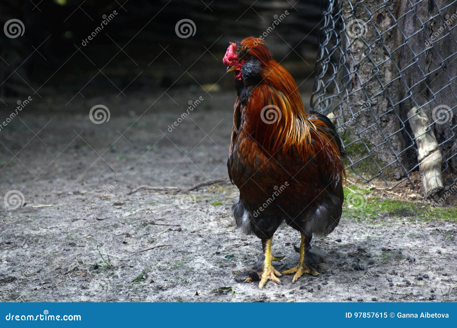 Bright Colorful Rooster on a Free Range on Backyard, Fowl-run Stock ...