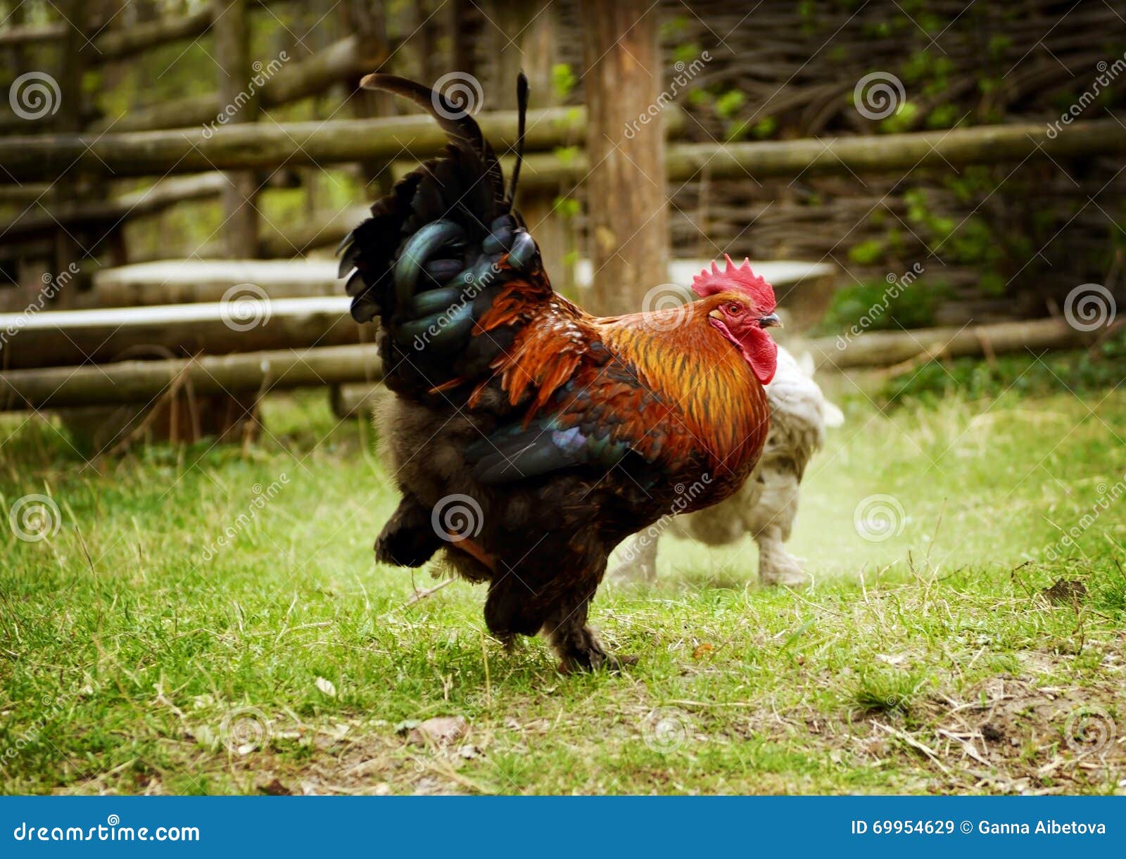 Bright Colorful Rooster on a Free Range, Fowl-run Stock Image - Image ...