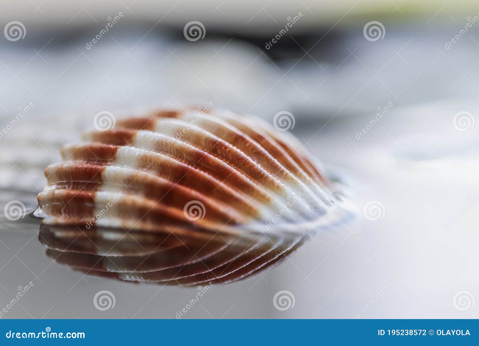 Bright Colorful Shell on Water with Reflection Stock Photo - Image of ...