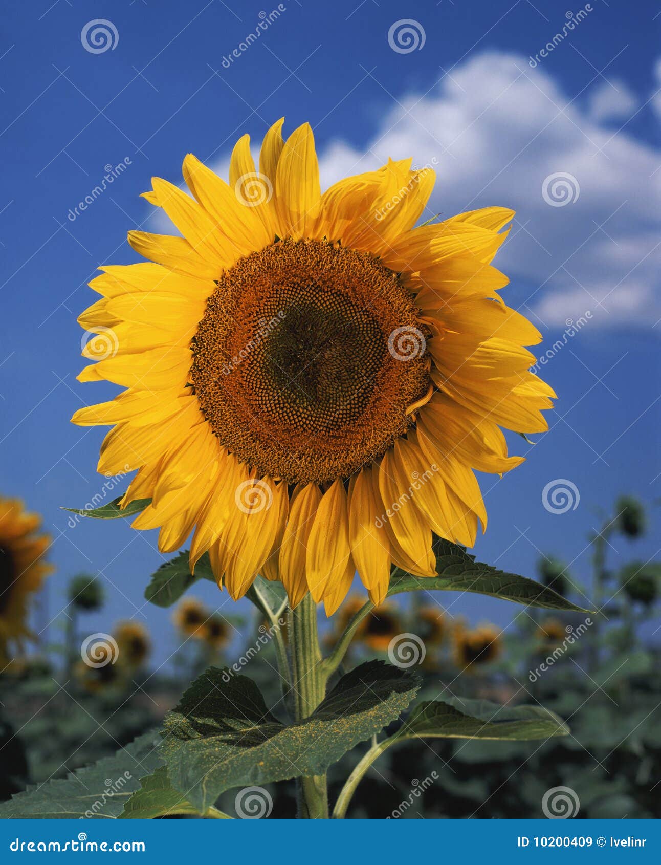 Bright colorful sunflower stock image. Image of warm - 10200409
