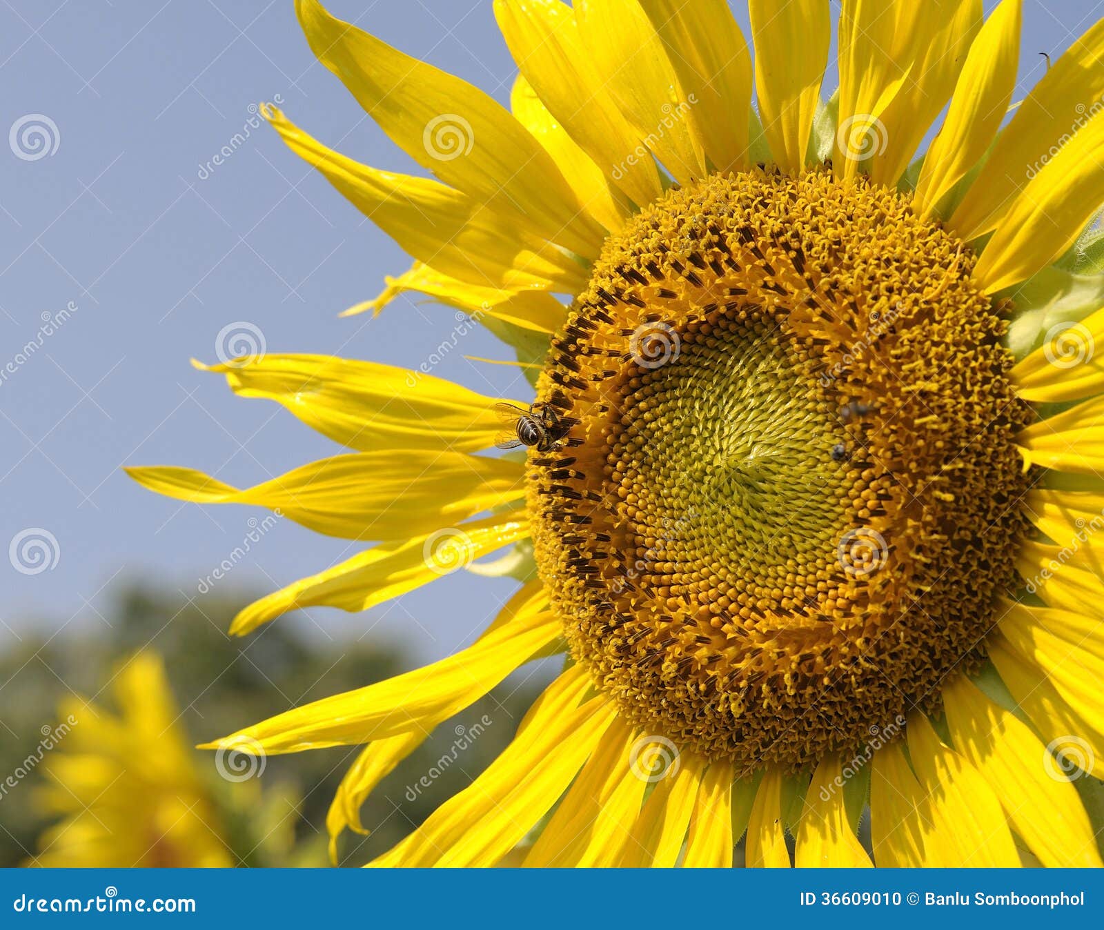 Bright colorful sunflower stock photo. Image of botany - 36609010