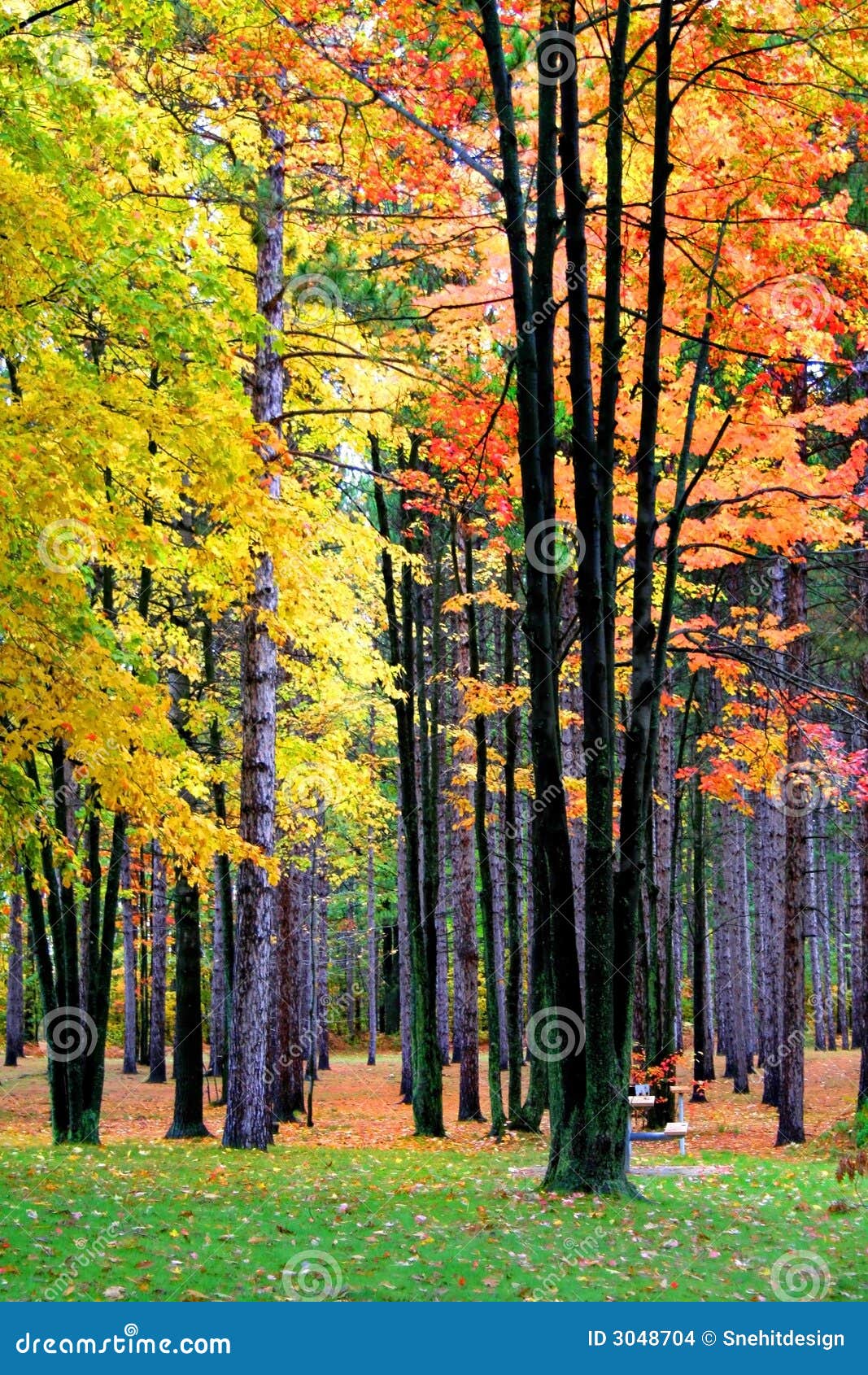 Bright Colorful Trees stock photo. Image of beautiful - 3048704